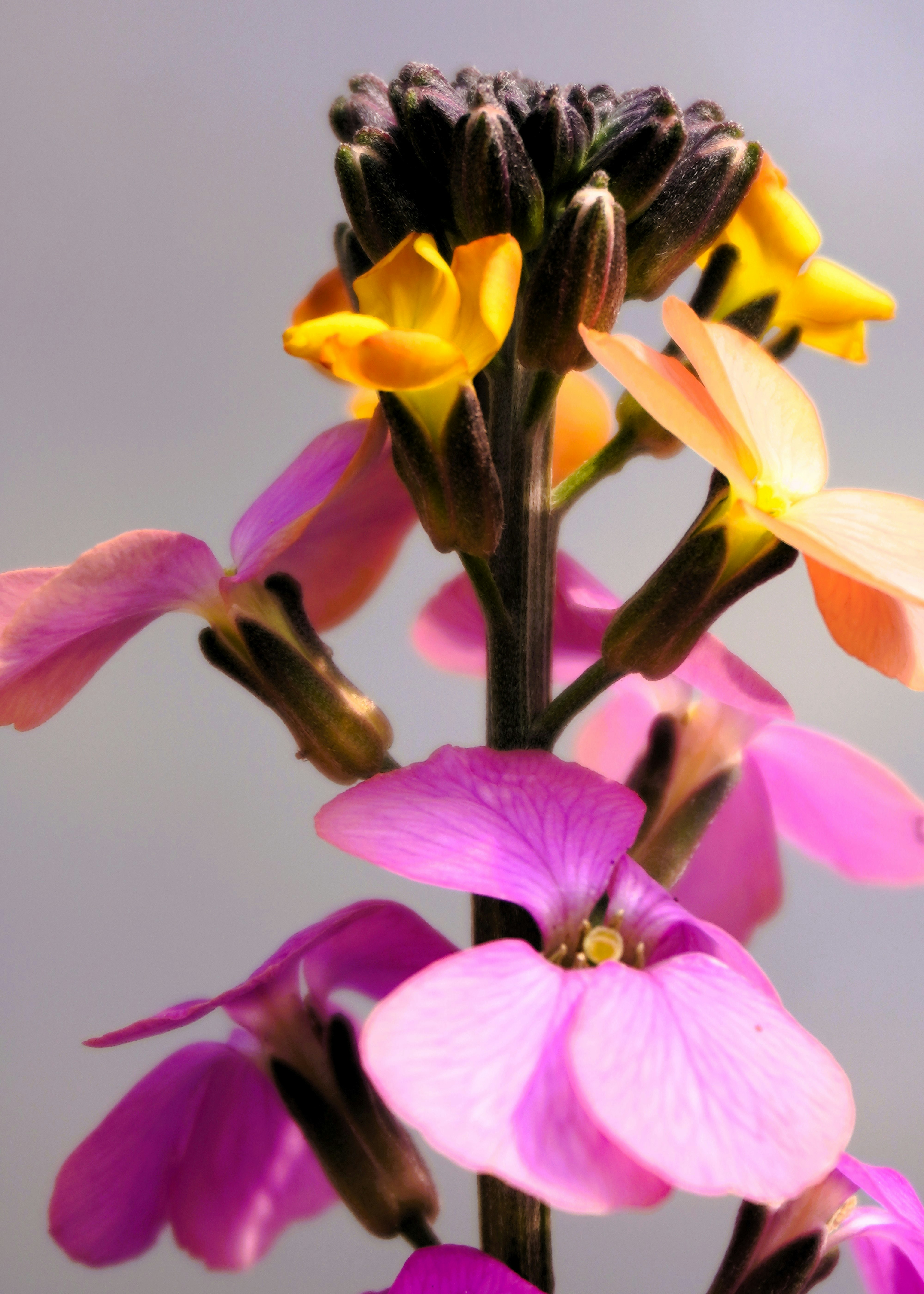 Harmony in Bloom: A Floral Symphony