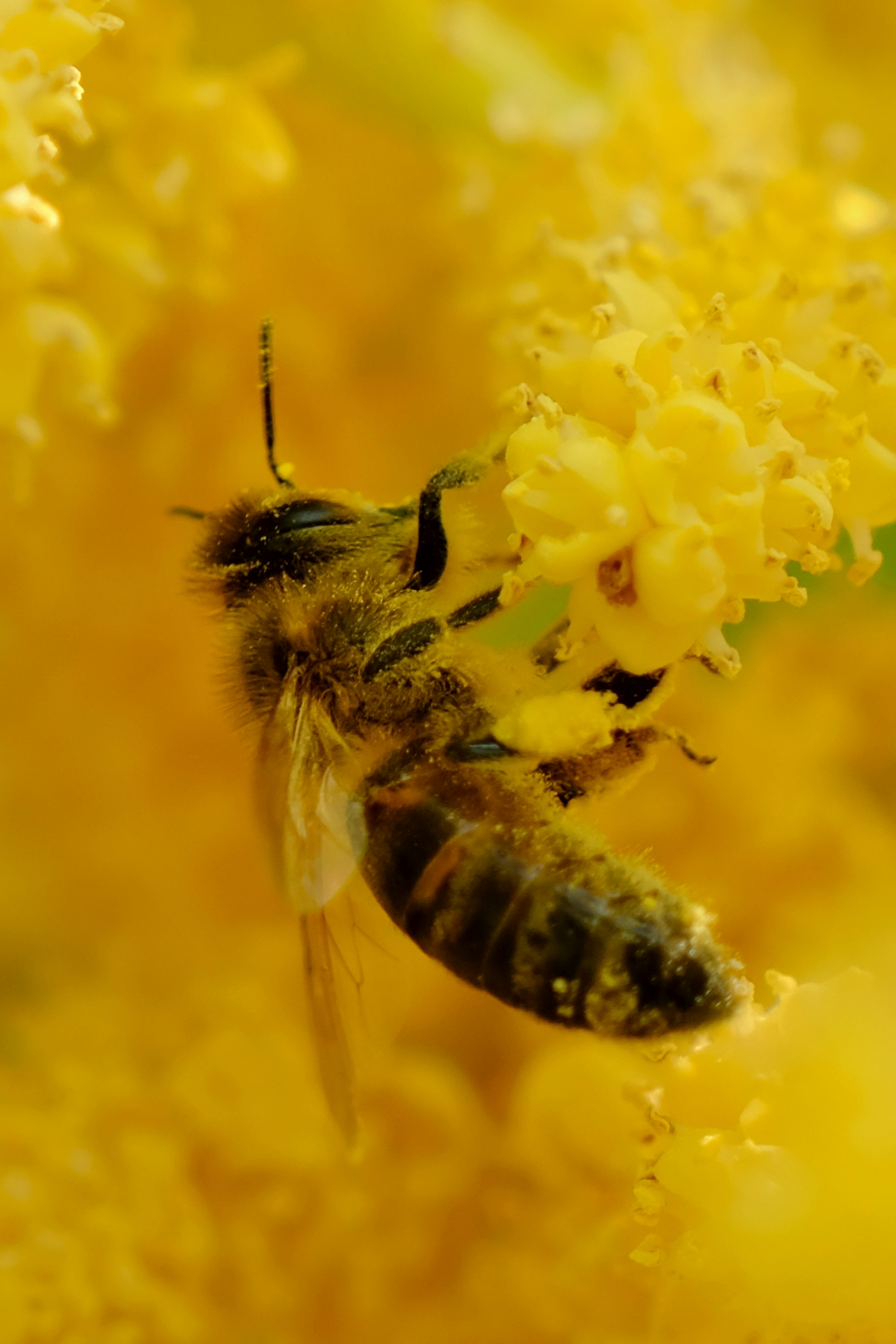Gilded Bloom Harvest: A Honeybee in a Golden Corolla