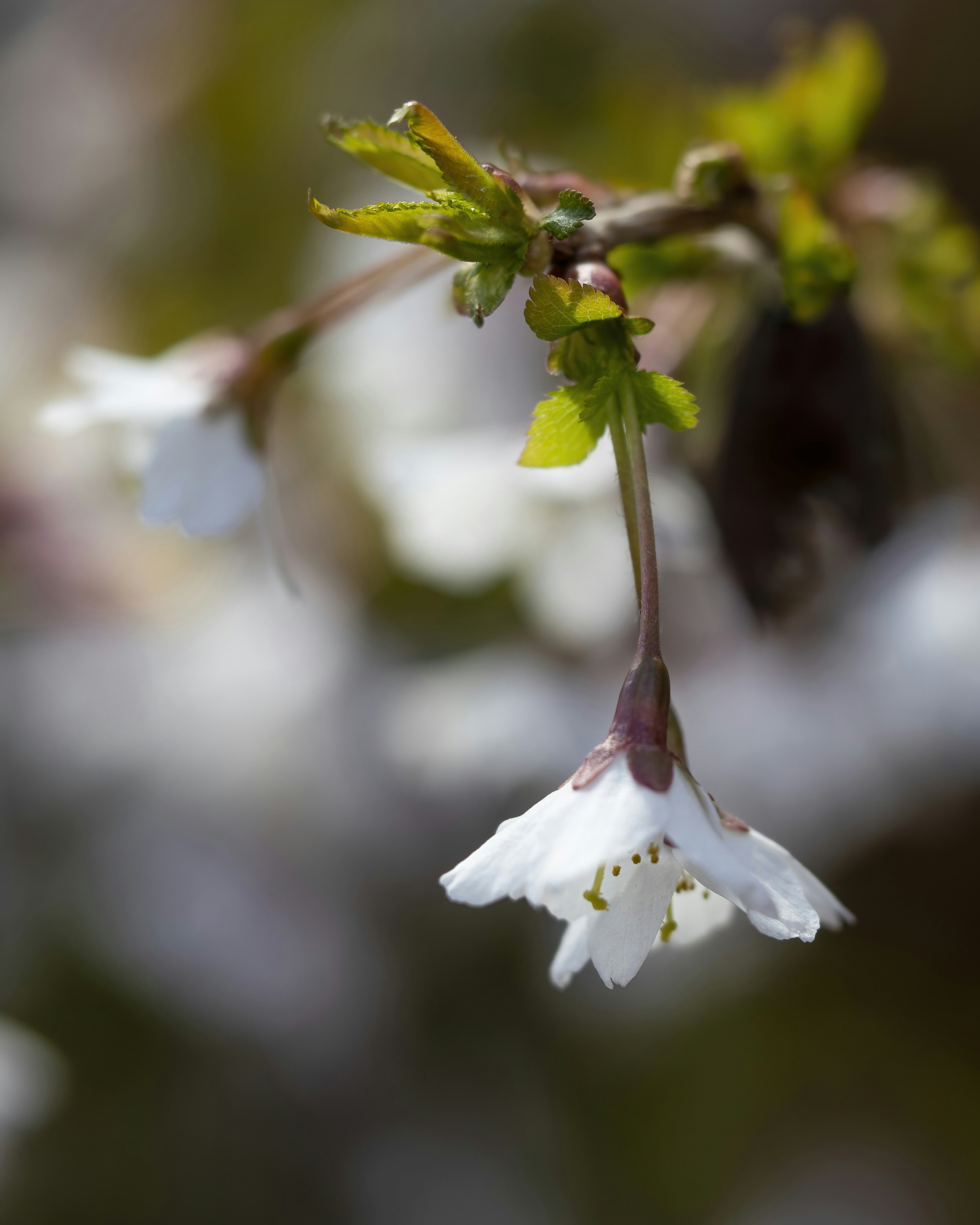 White Sakura Bell Adrift in Quiet Spring Light