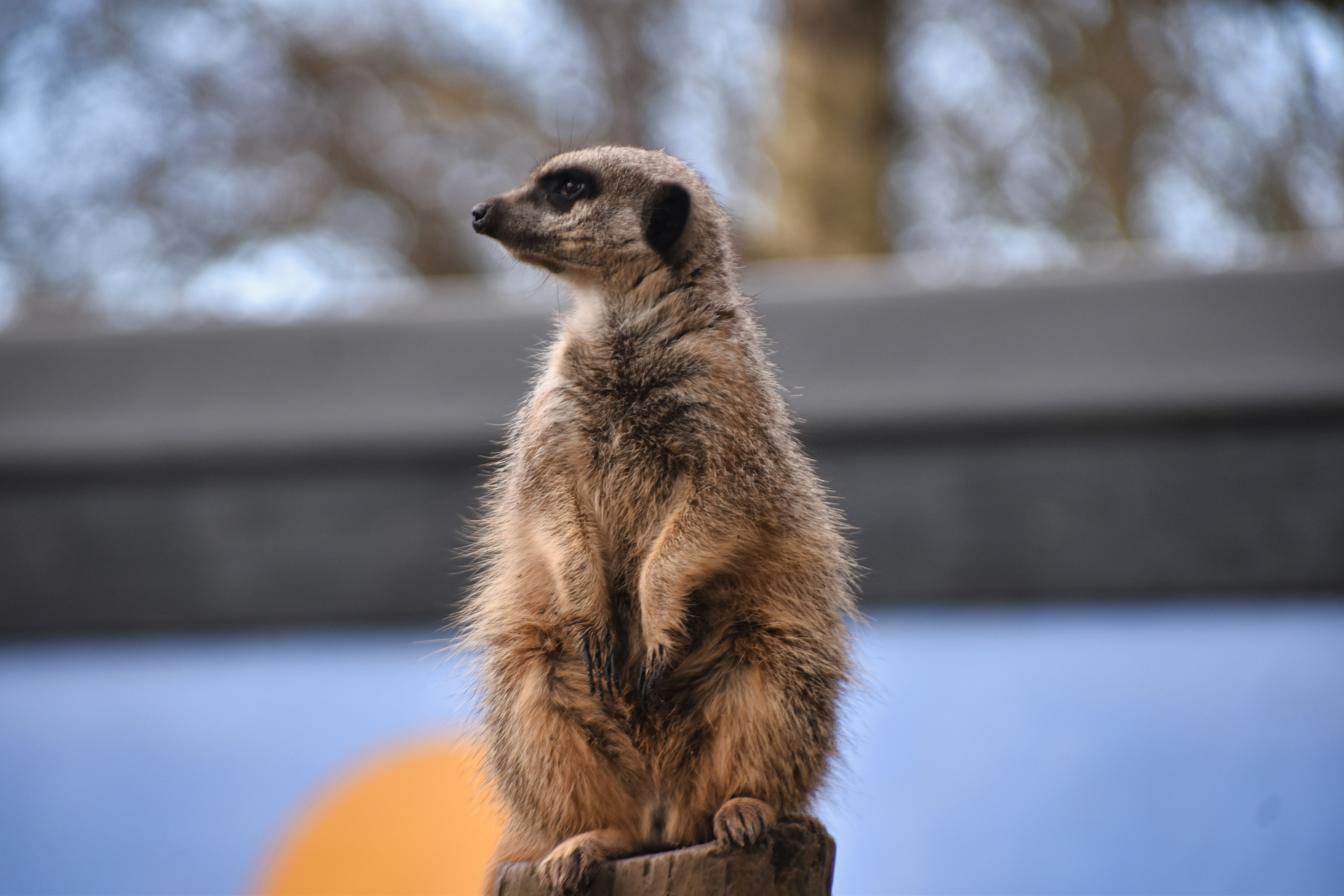 A small meerkat standing on a wooden post photo – Free Quernmore road ...