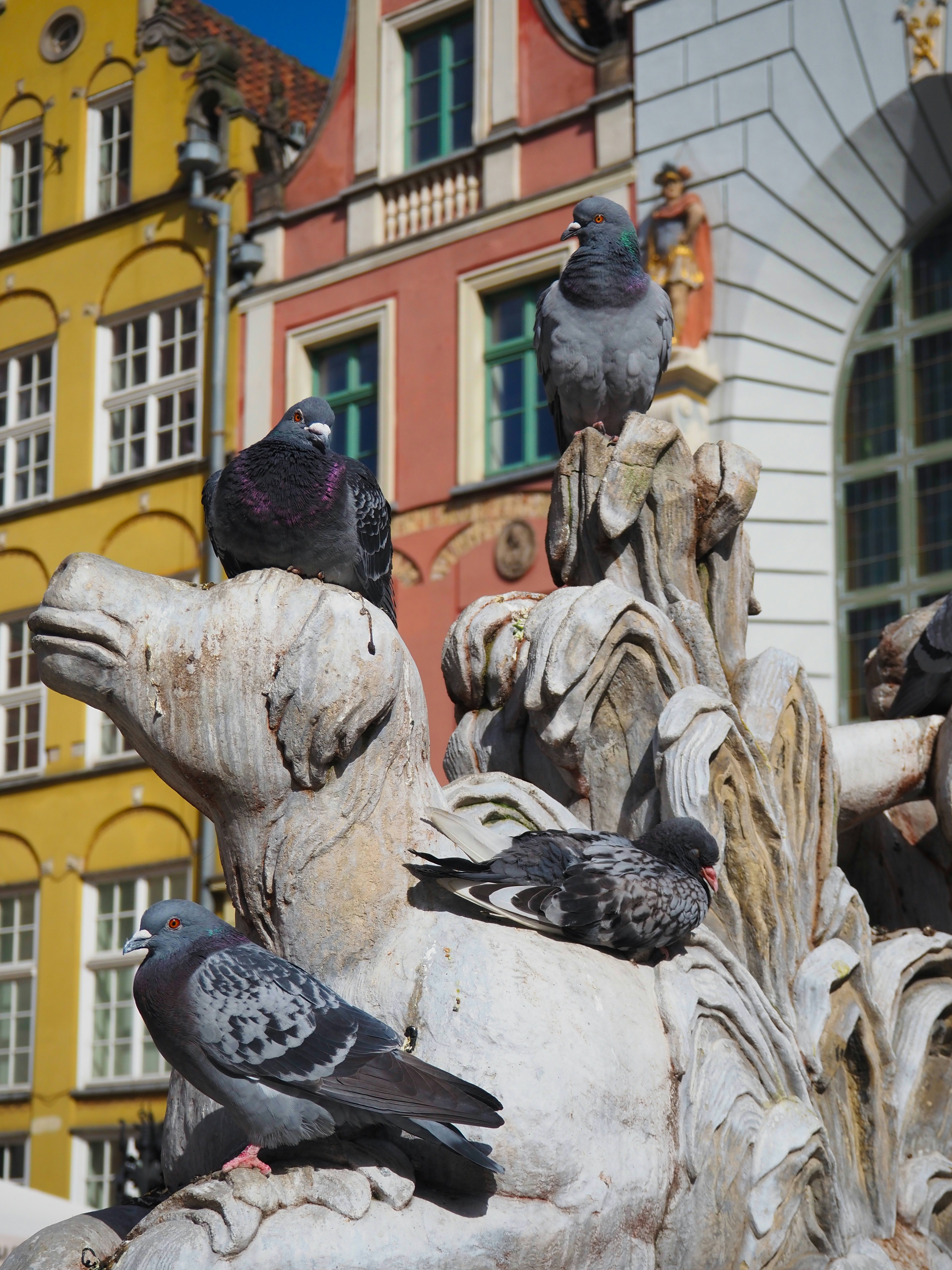 City Pigeons Over a Weathered Fountain Against Colorful Townhouses