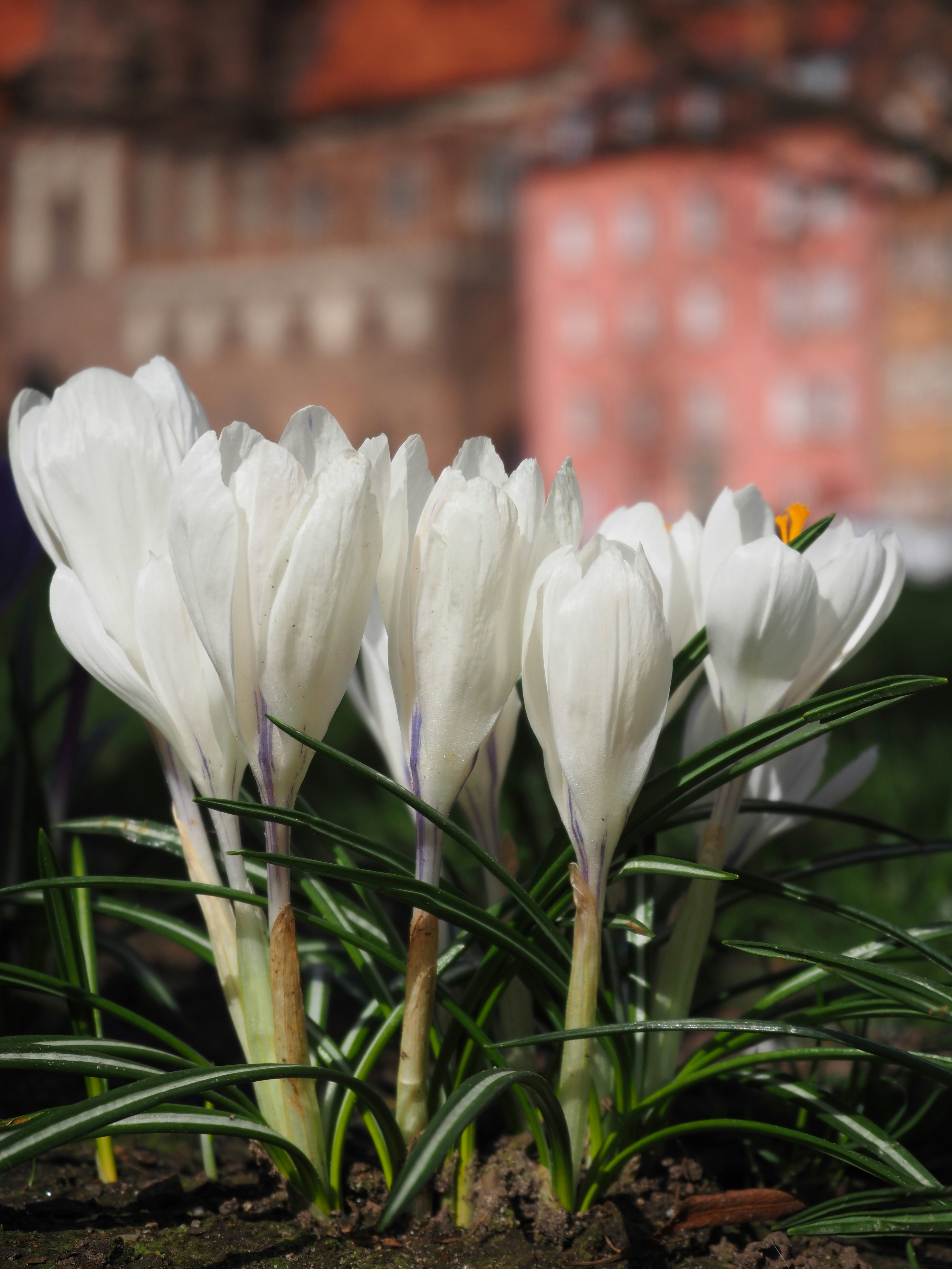 a group of white flowers with a building in the background