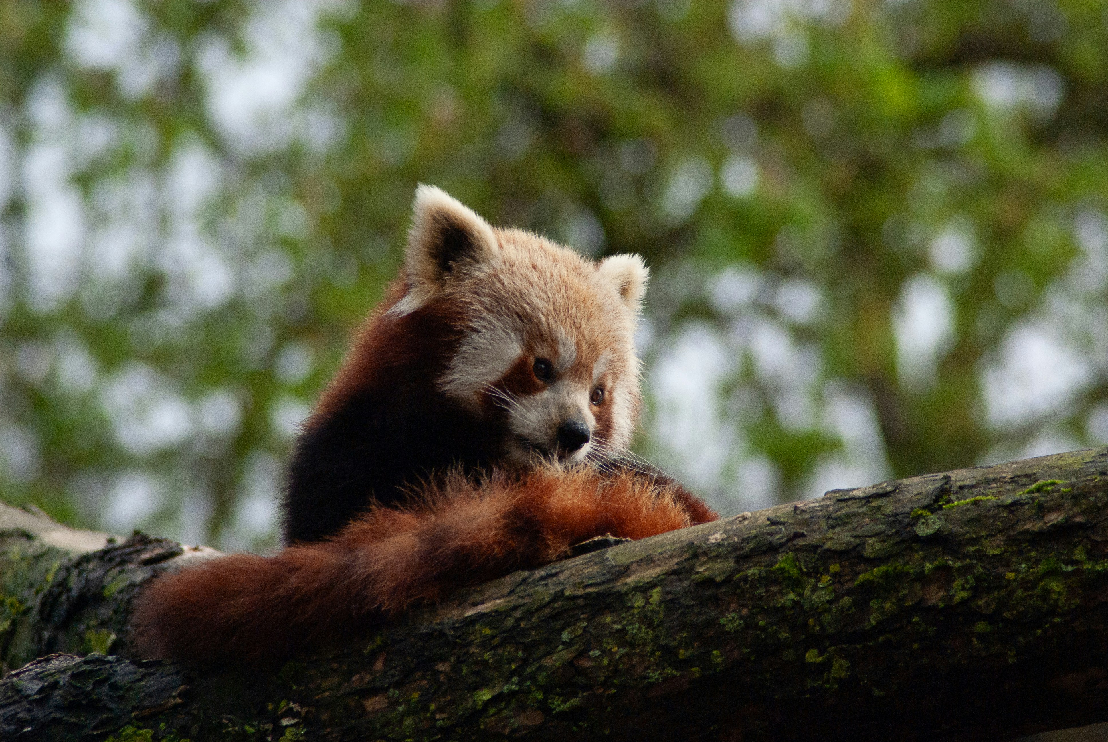 A red panda resting on a tree branch photo – Free Zoo Image on Unsplash