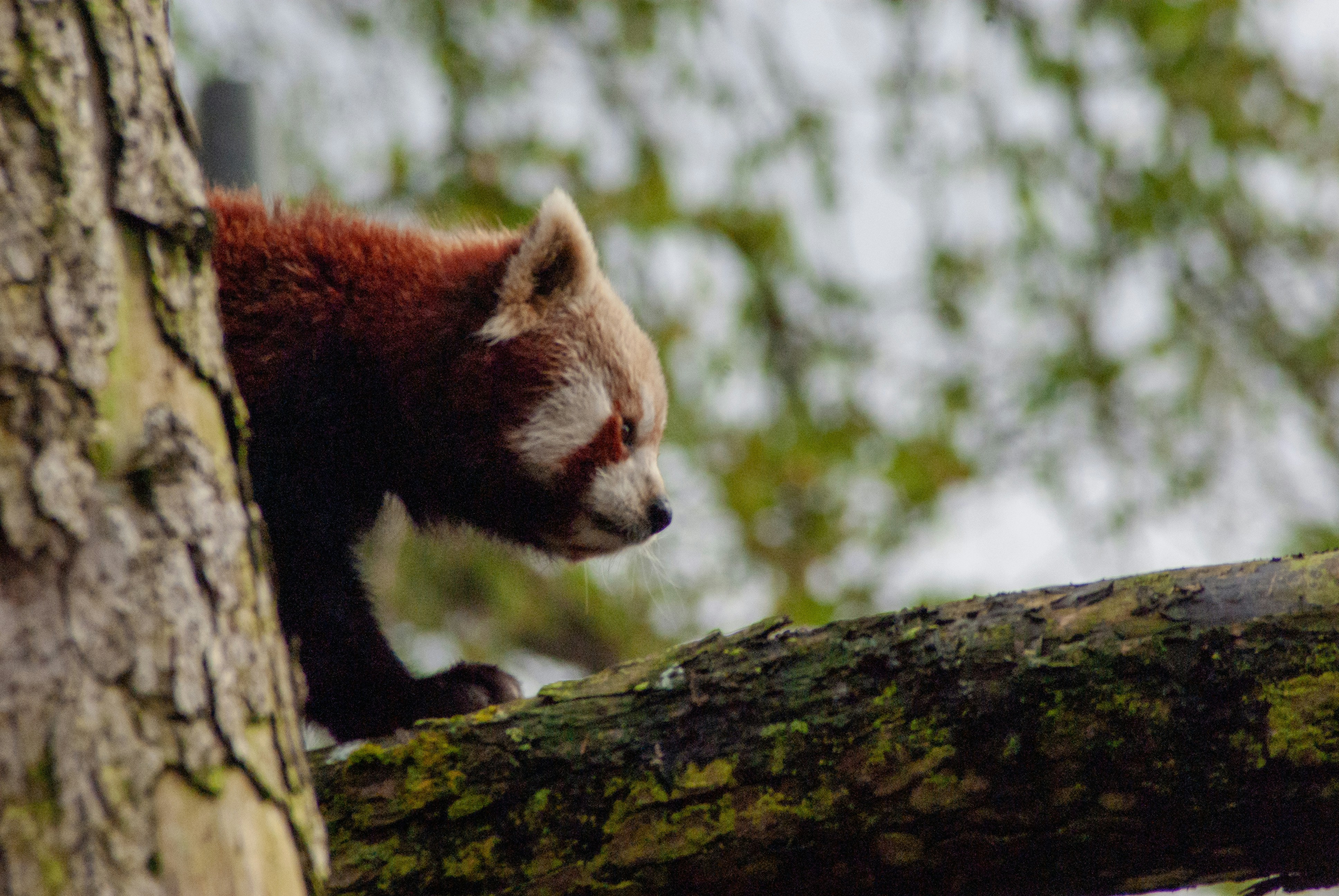 A red panda climbing up the side of a tree photo – Free Animal Image on ...