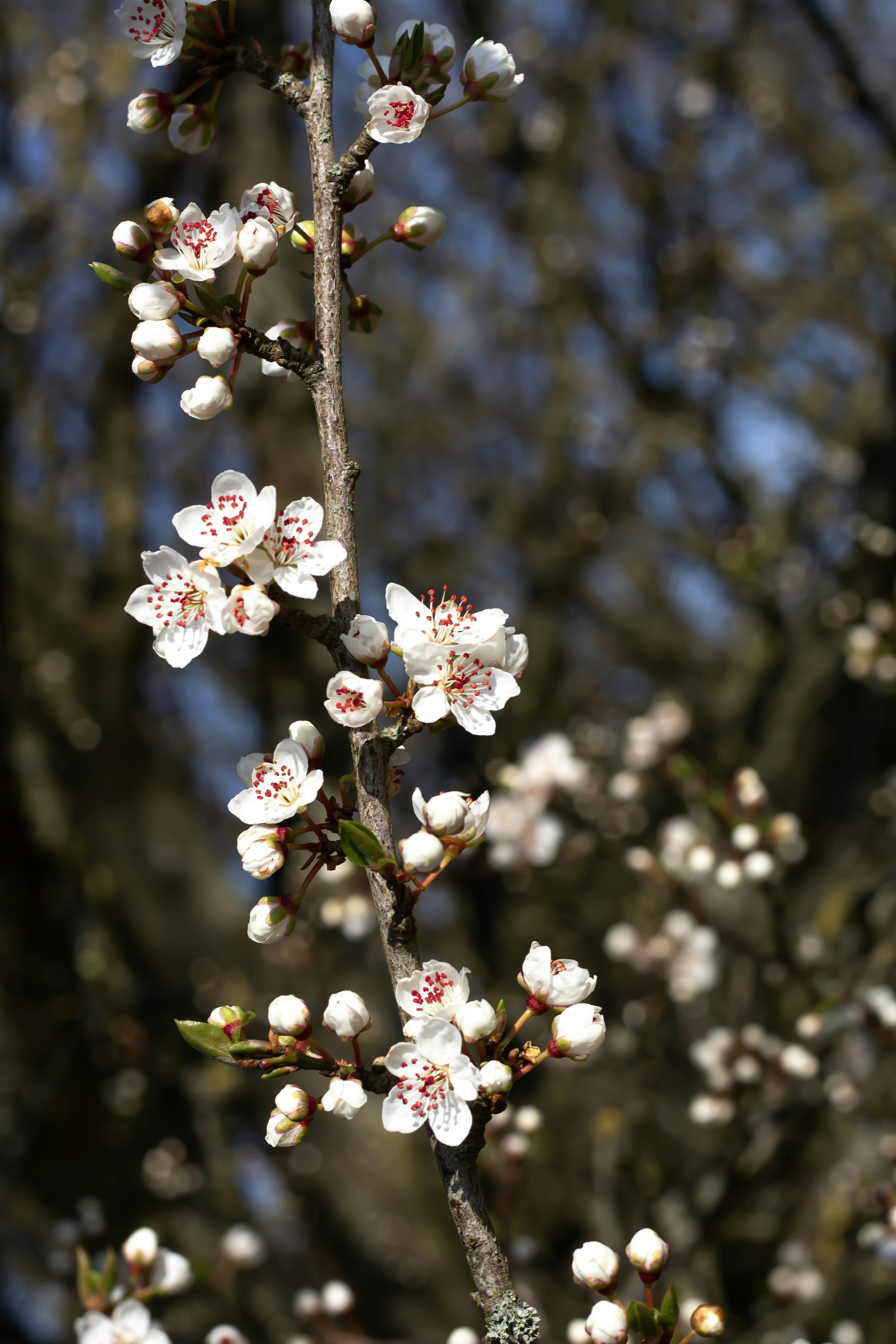 Whispers of Spring: White almond blossoms along a sunlit twig