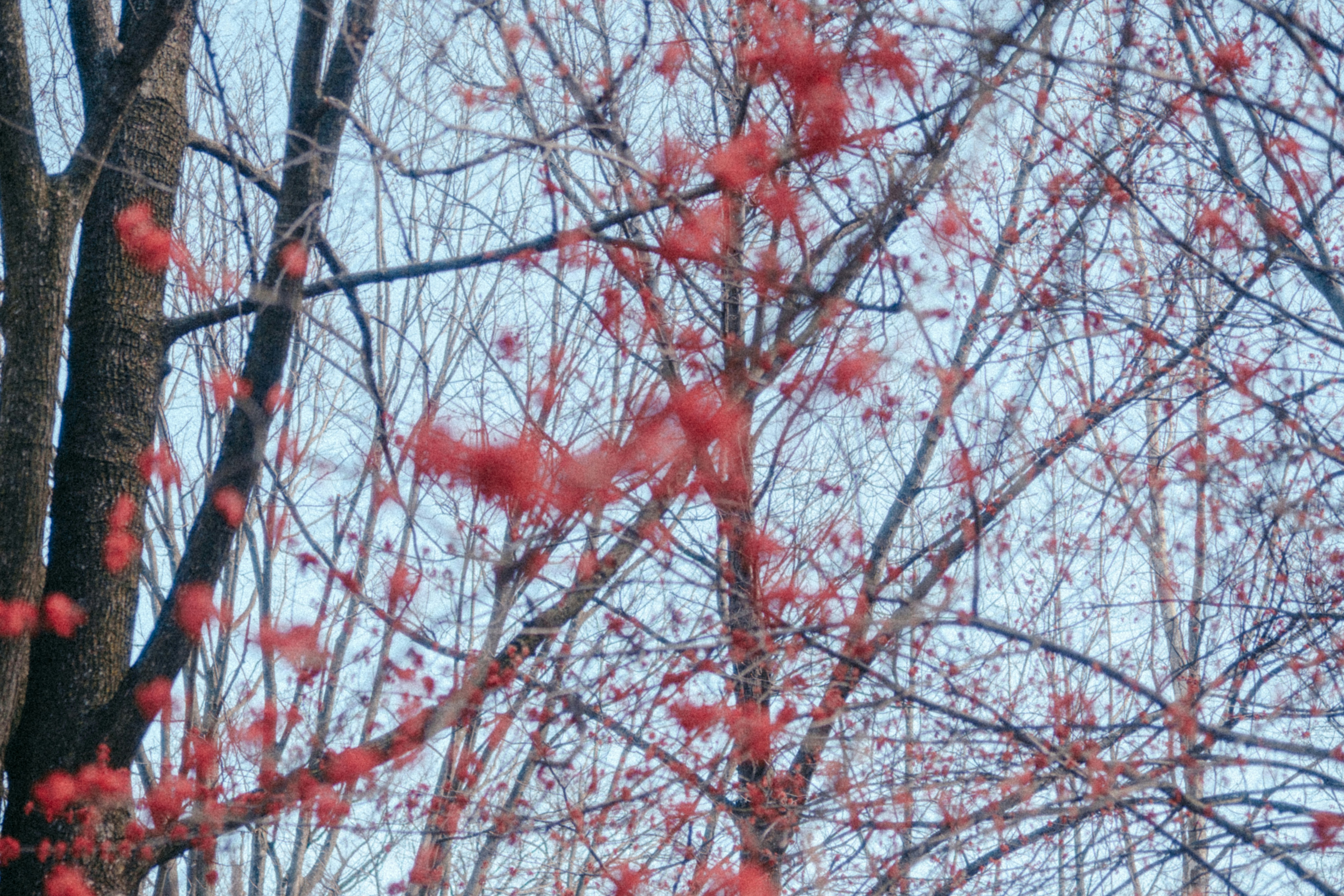 Red Buds Weaving Through a Winter-Blue Sky