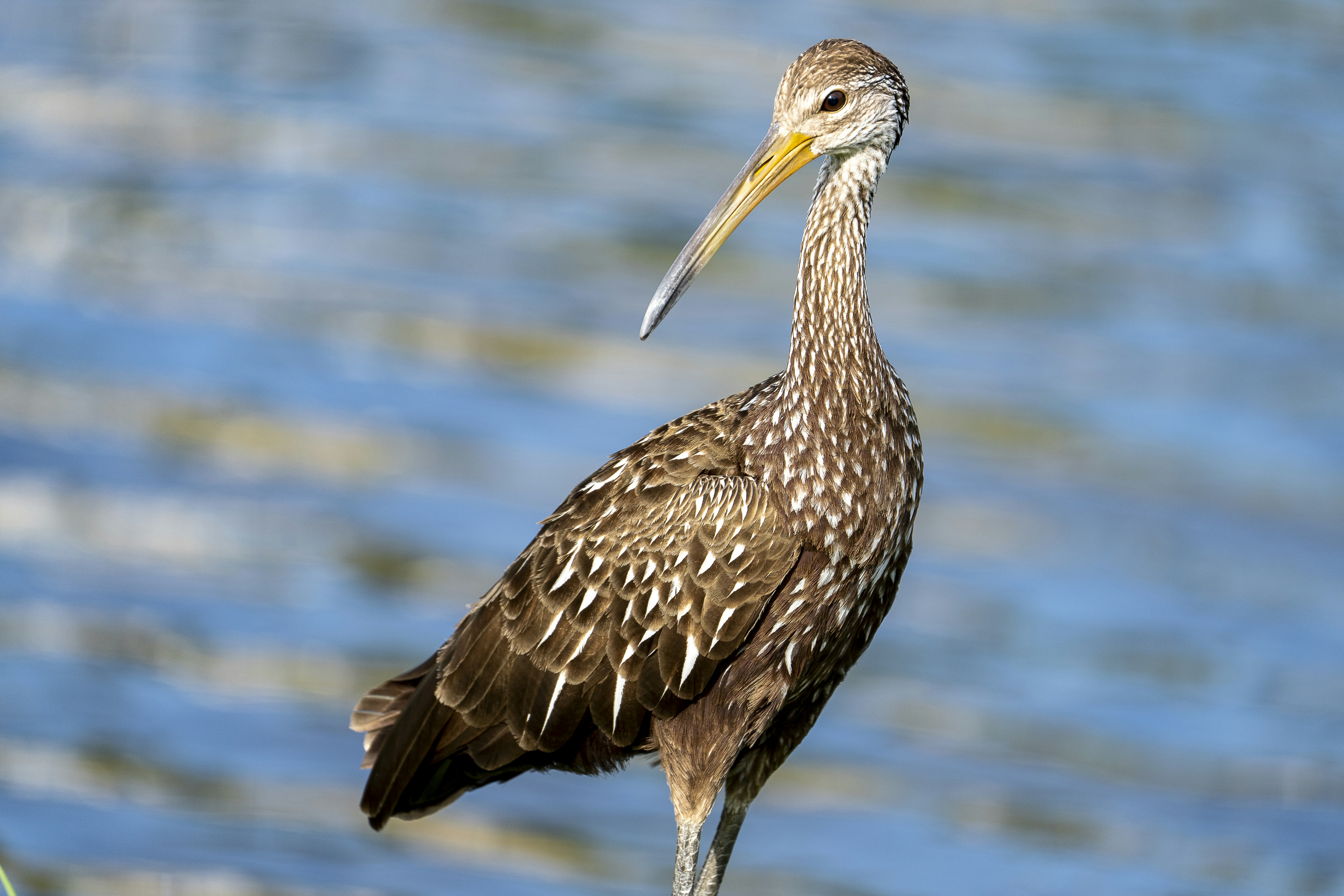 1000+ Crane Bird Pictures | Download Free Images on Unsplash