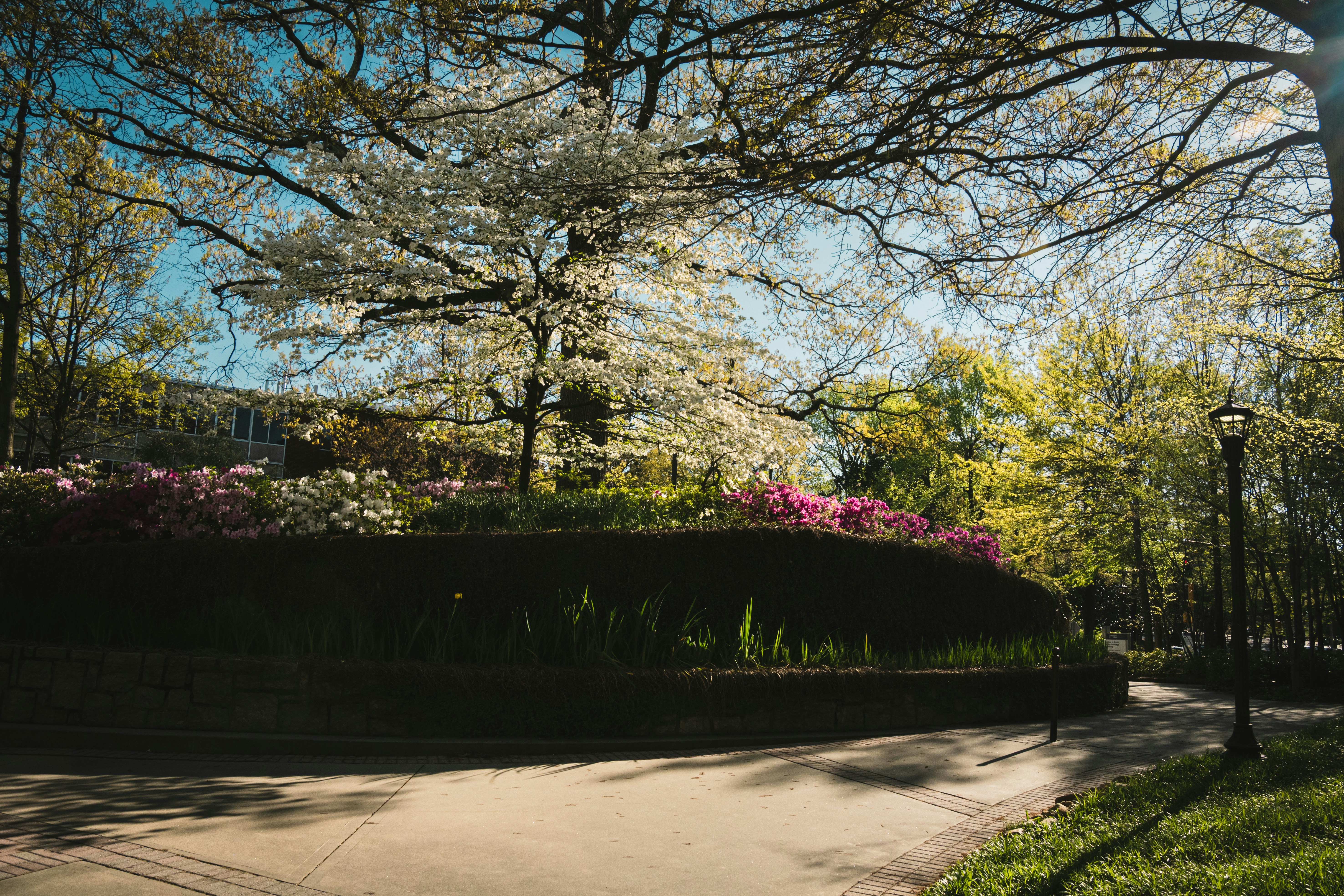 Un área de parque con un banco, árboles y flores foto – Imagen de ...