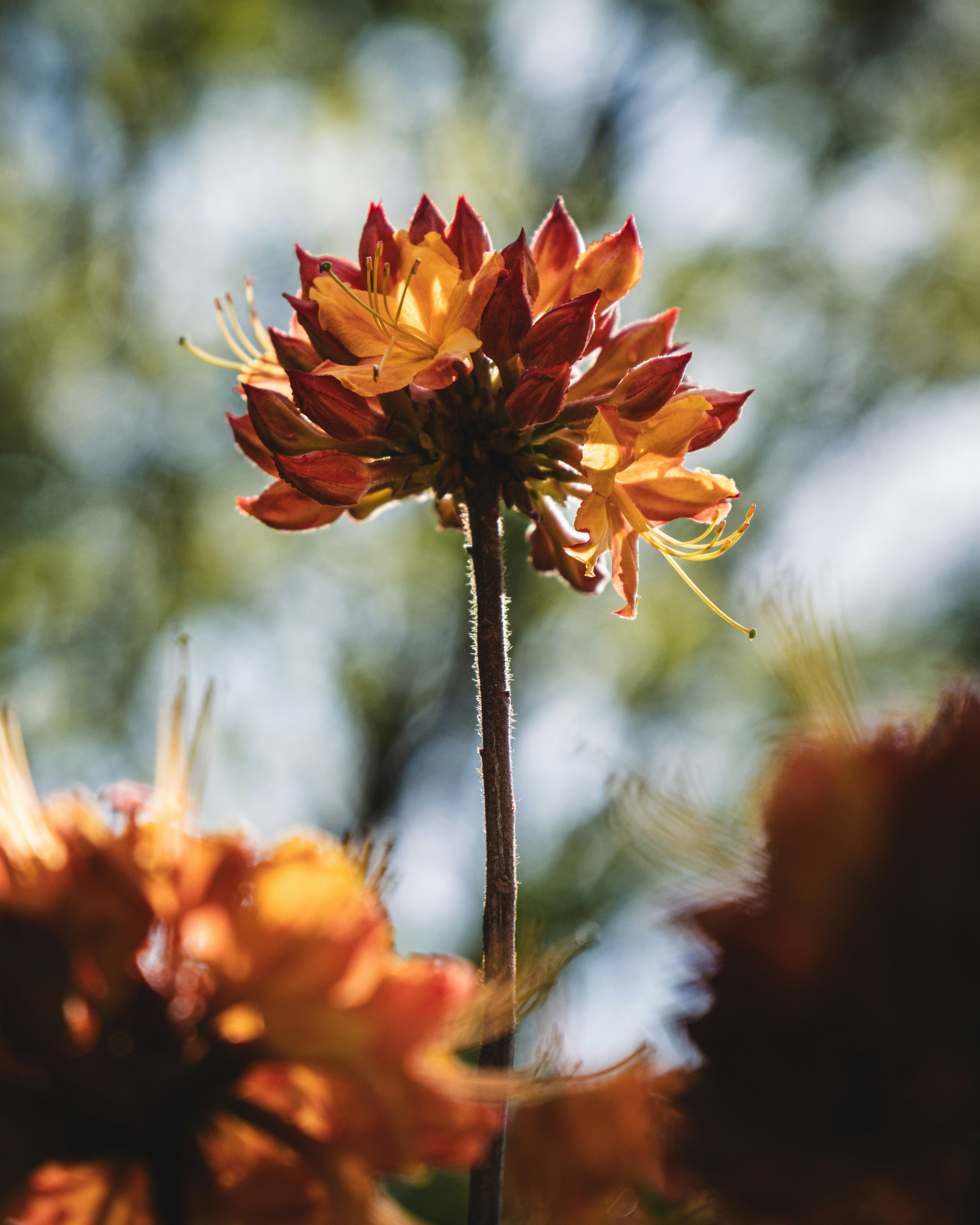 A close up of a flower with trees in the background photo – Free Petal ...