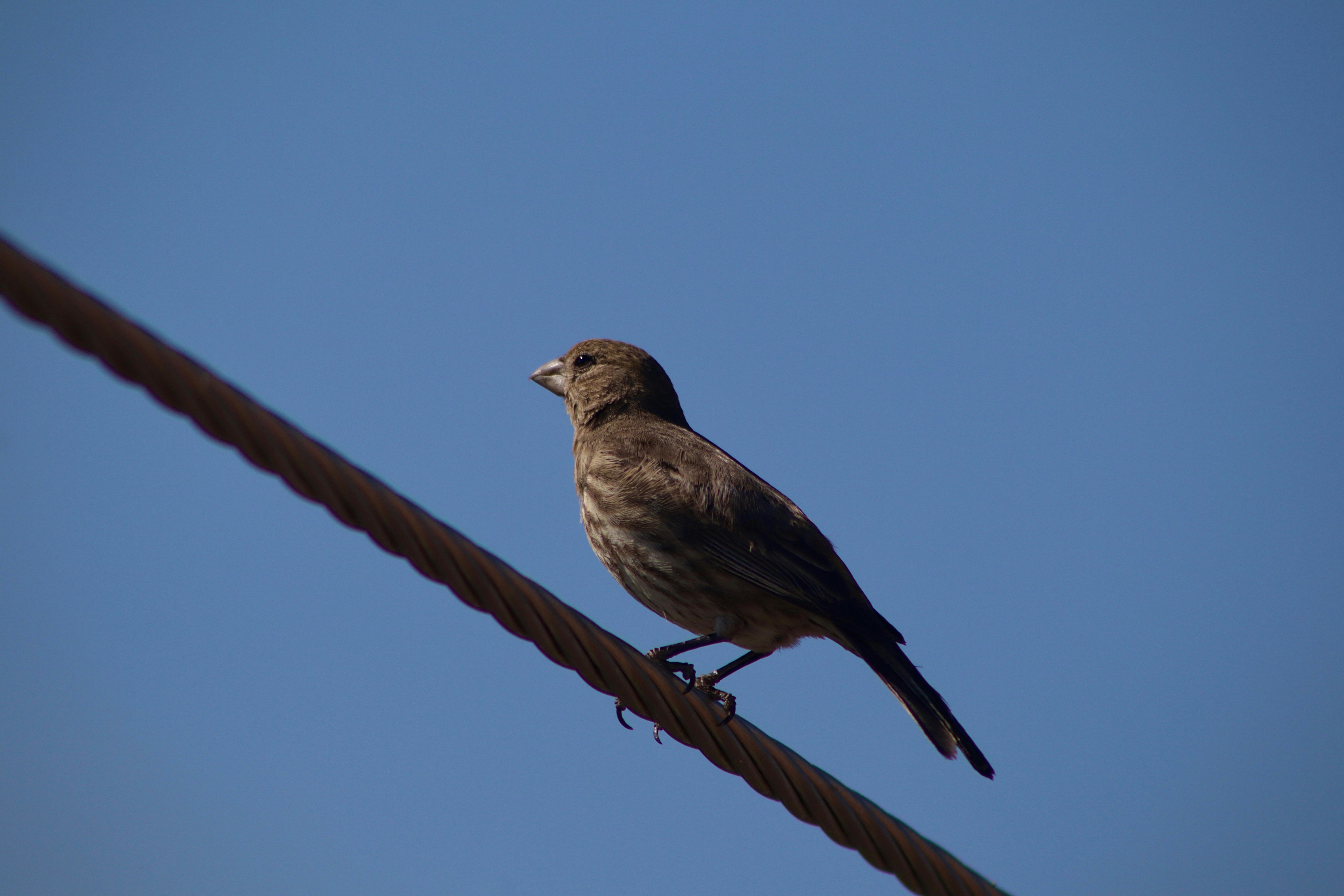 Perched on a Silent Cable: Brown Bird against a Cerulean Sky