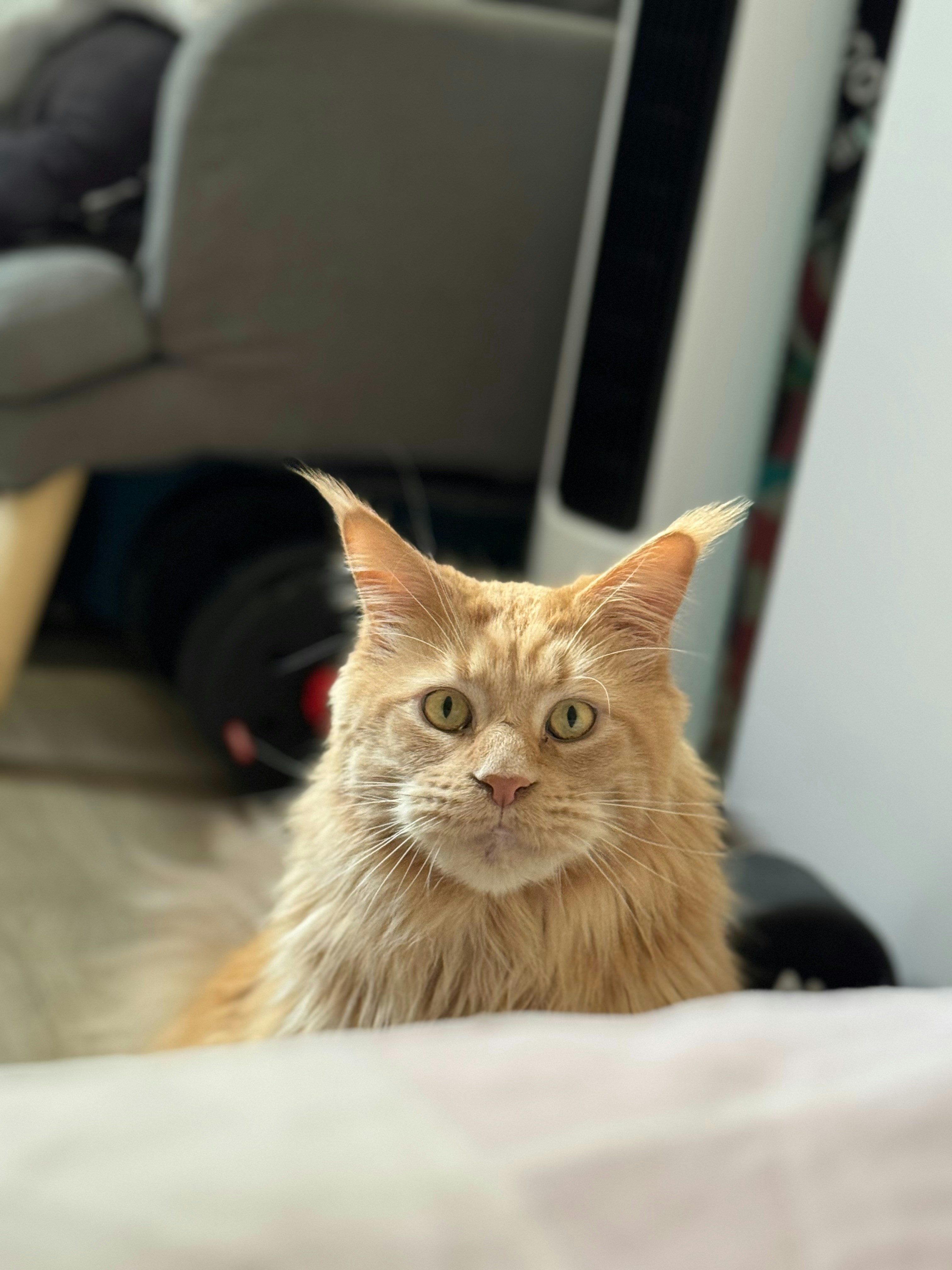Golden Cheshire: A Cat’s Alert Gaze in Domestic Light