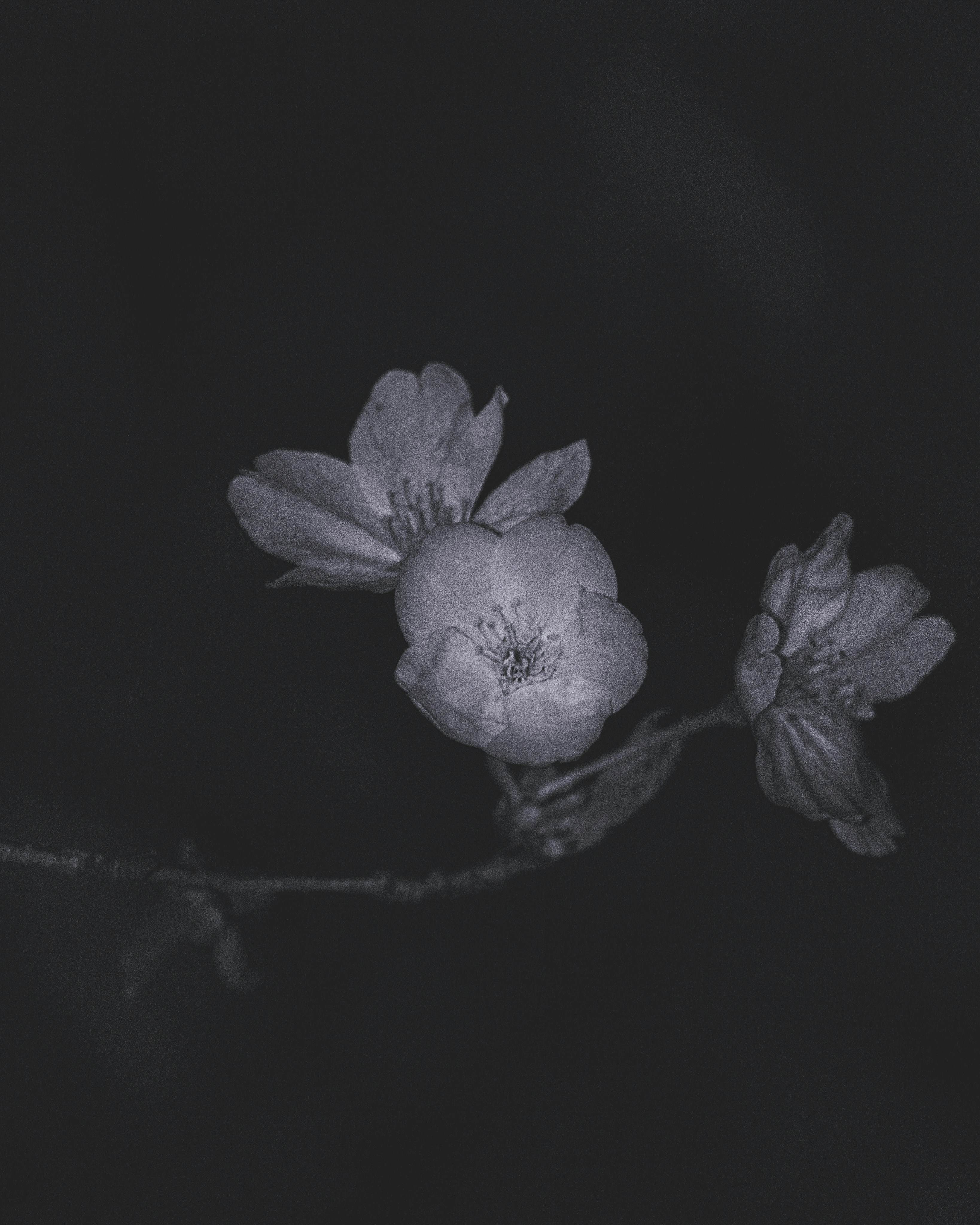 Nocturne Bloom: Cherry Blossom in Velvet Night