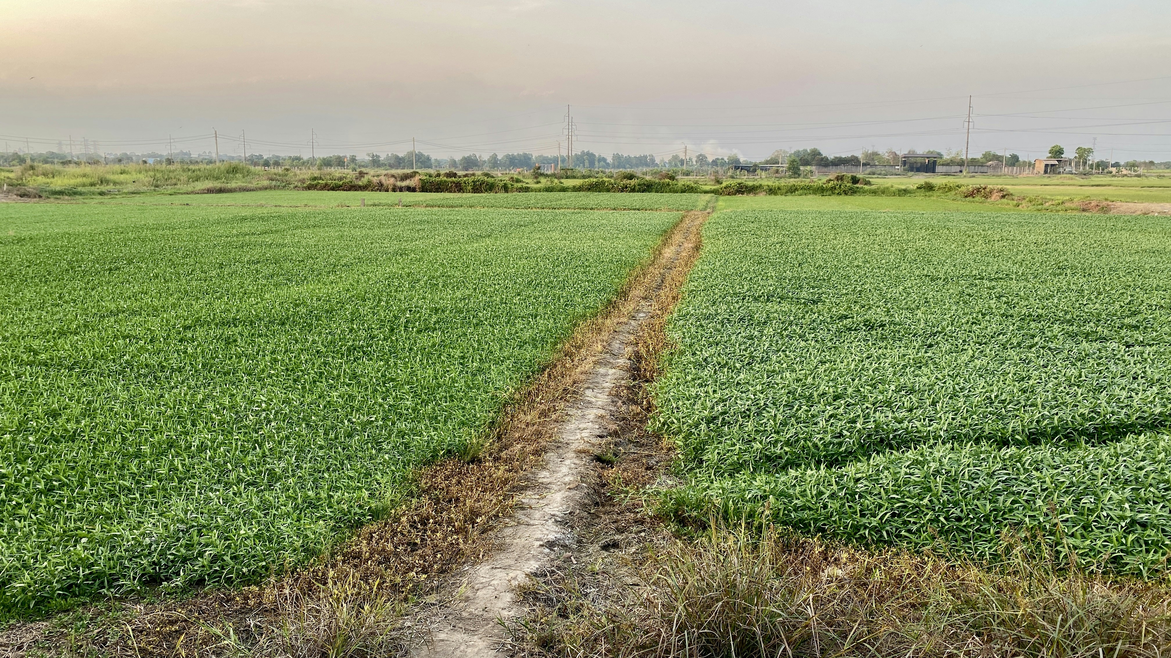 Emerald Pathways Through Verdant Fields