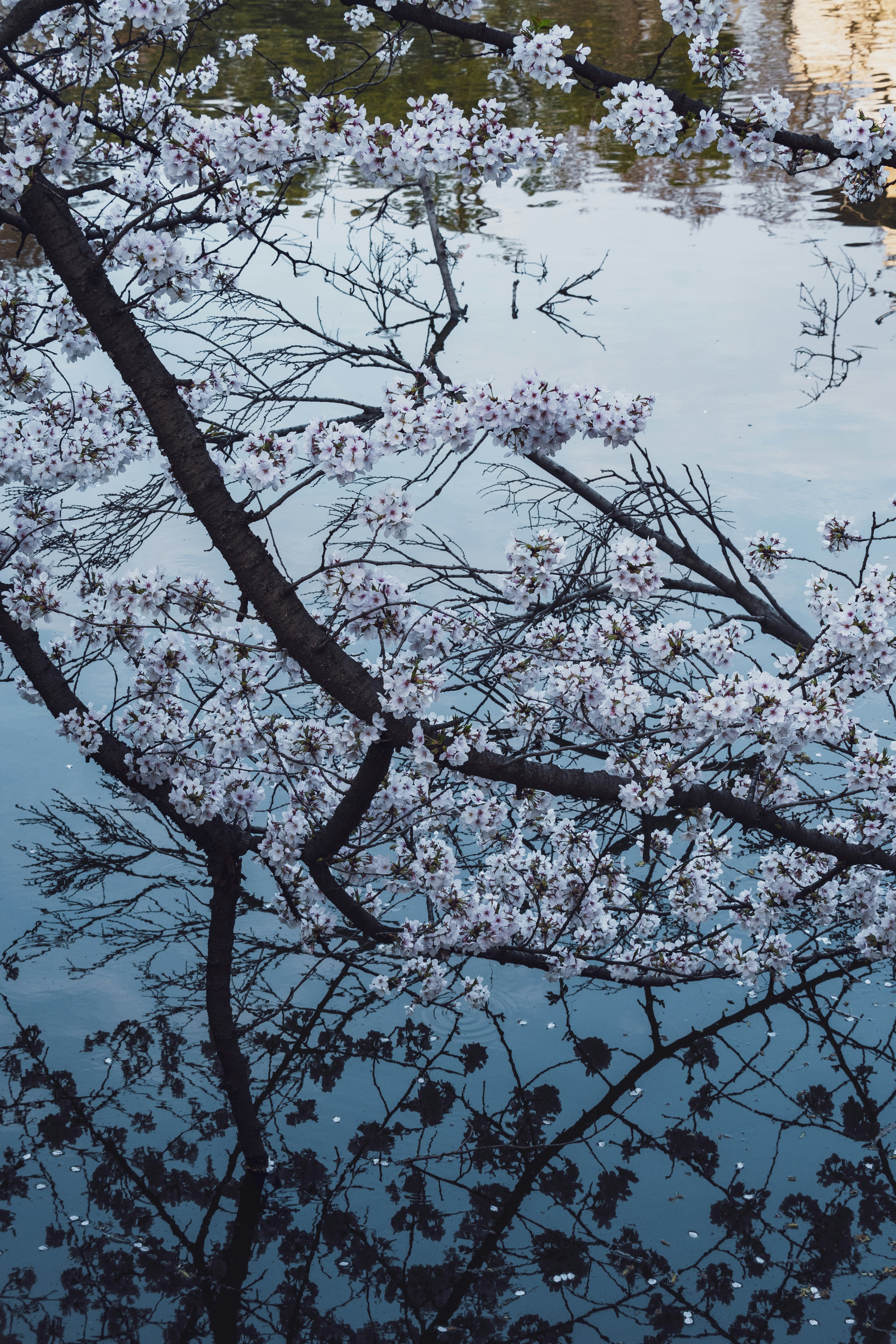 Photo by xiaoyu xie with Nikon Zfc