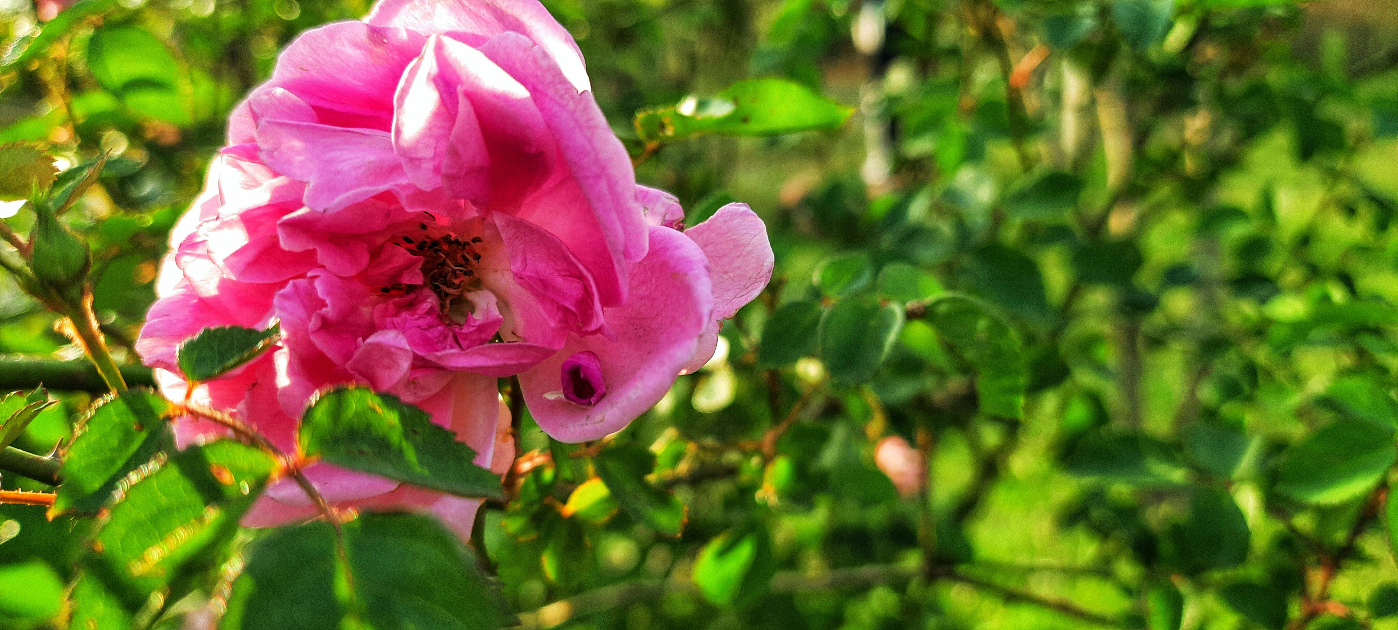 Close-up of a pink rose against bright green leaves in sunlit garden.