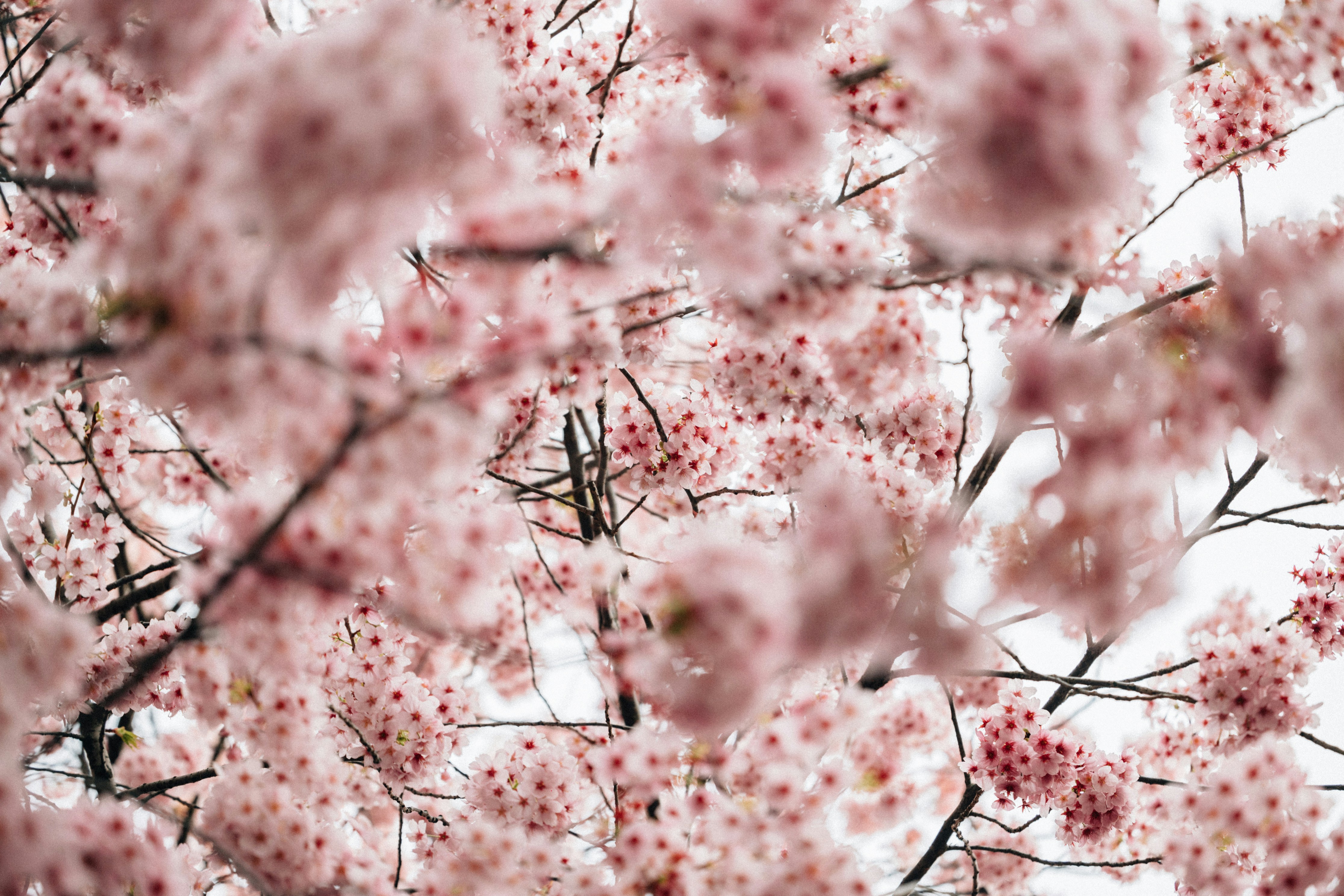 A close up of a tree with pink flowers photo – Free Cherry blossom ...