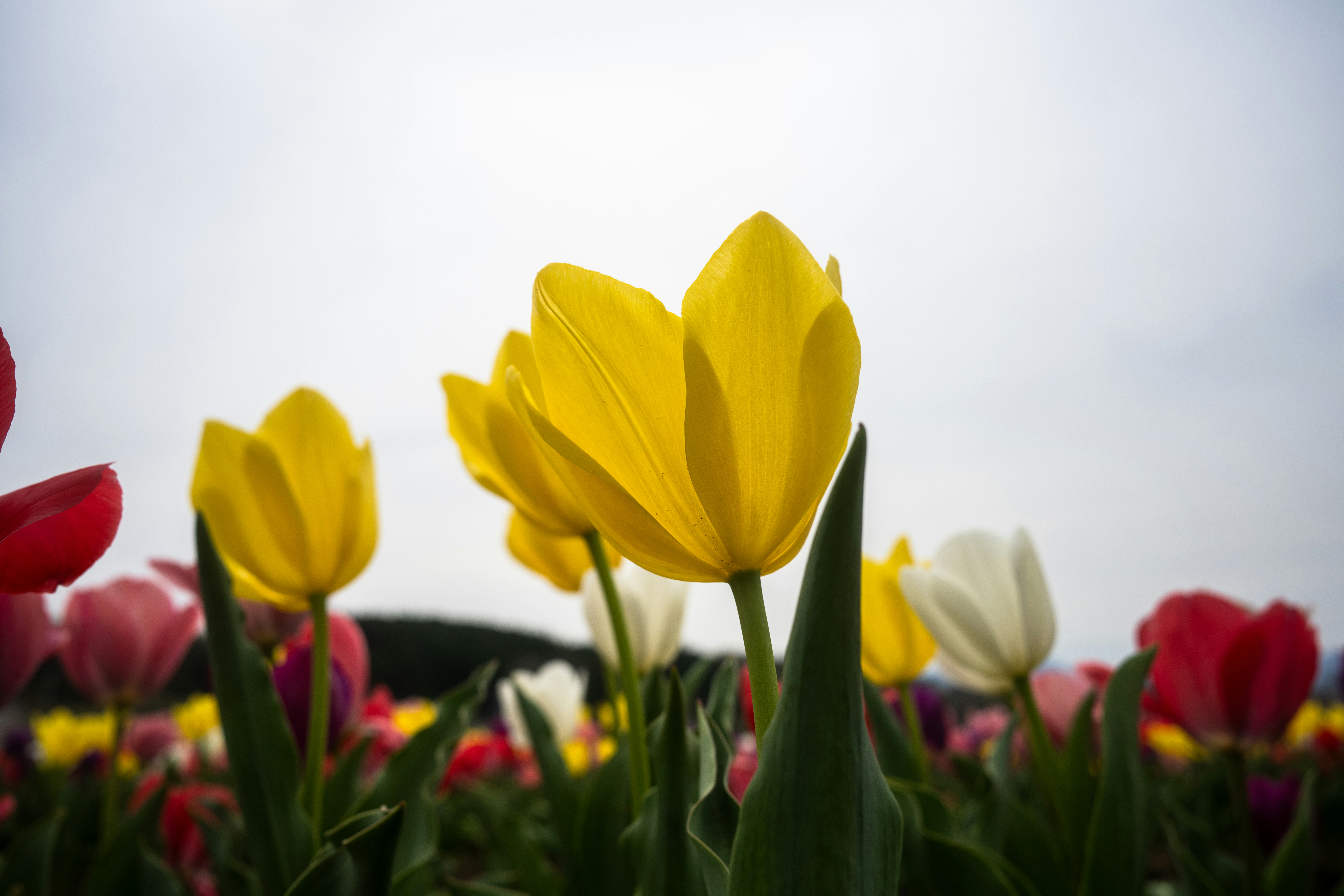 Photo by Kouji Tsuru with Nikon Z7 II