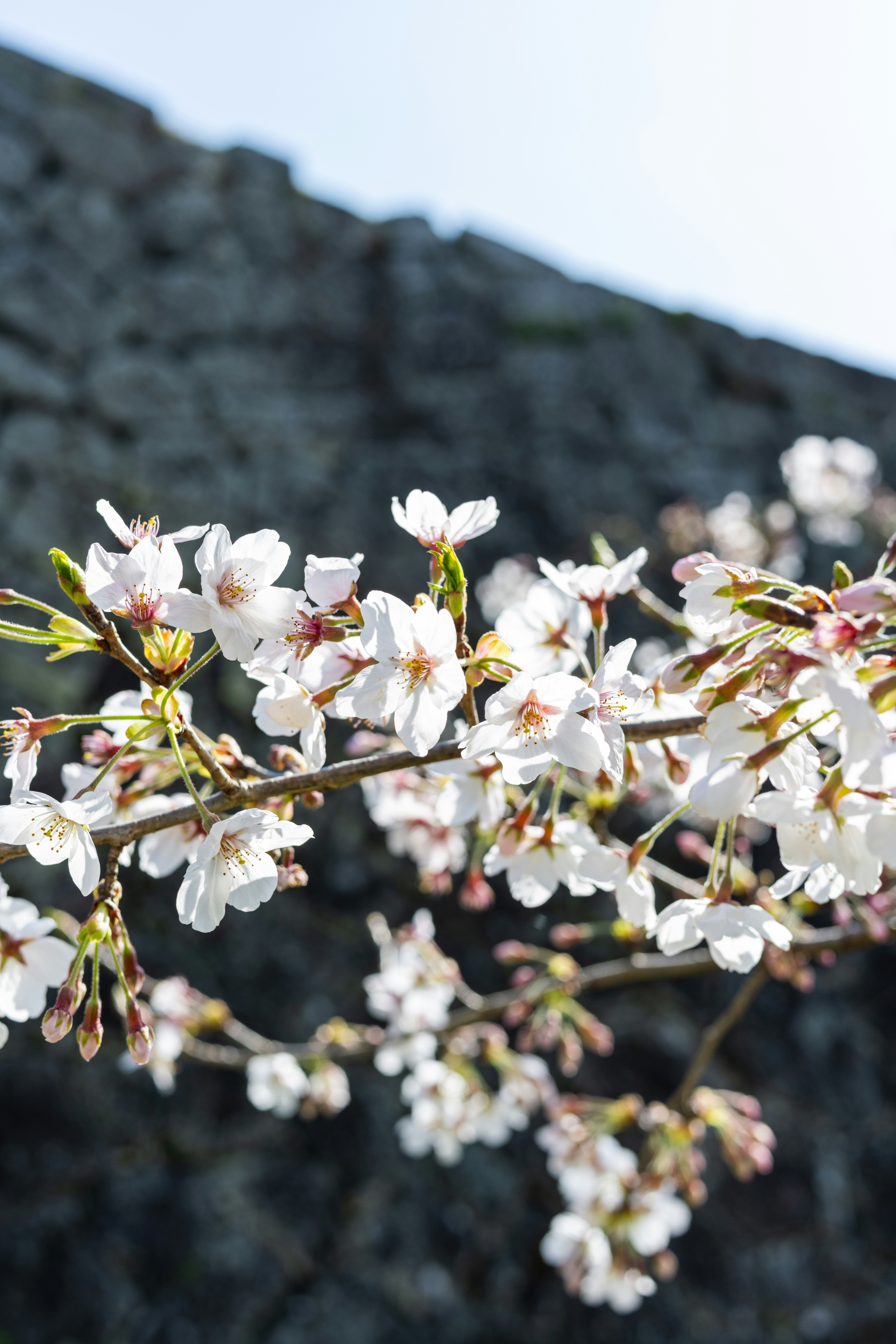 Sunlit Cherry Bloom in Focus Against a Weathered Wall