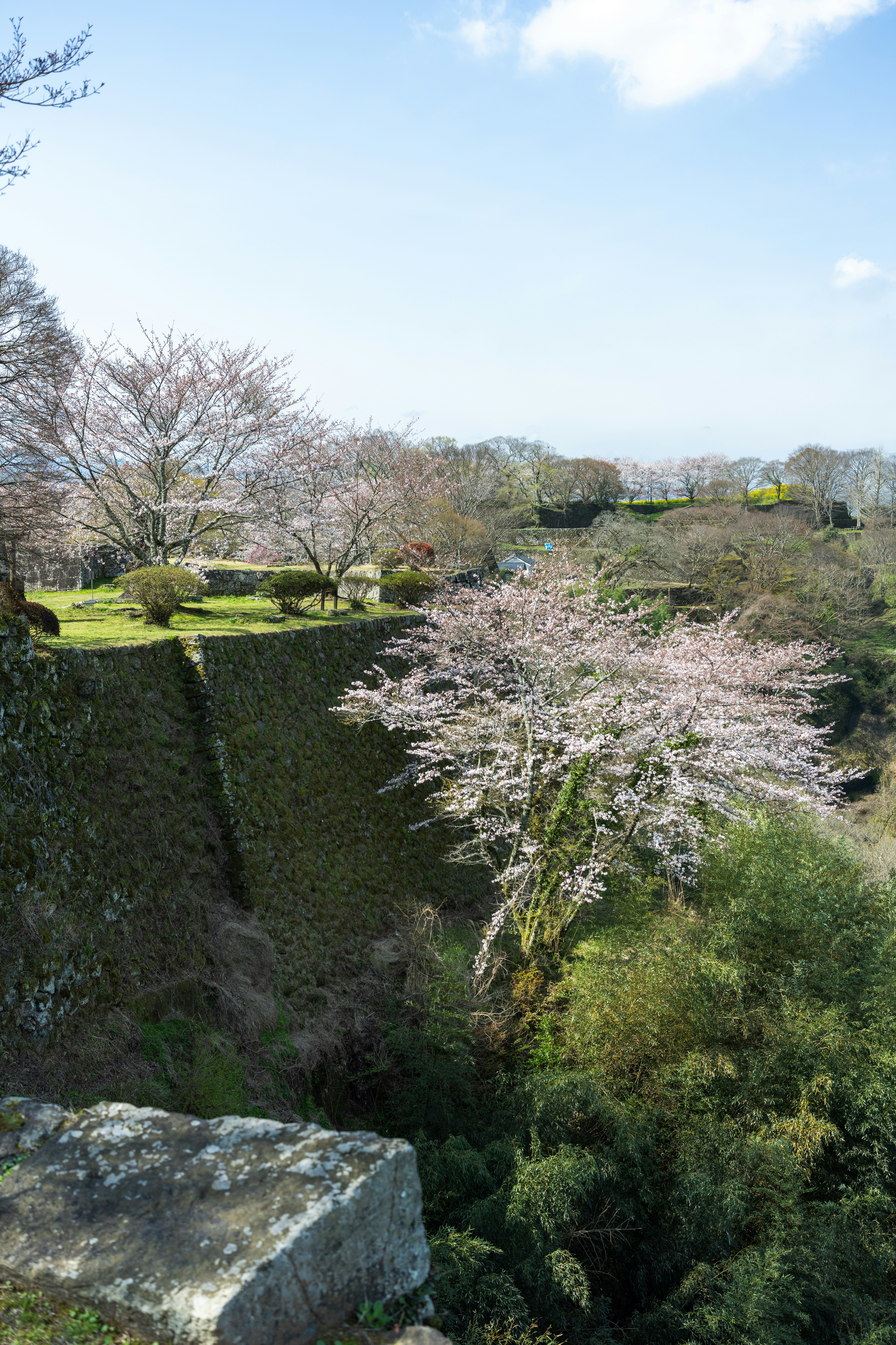 Blossoms Amidst Ancient Walls