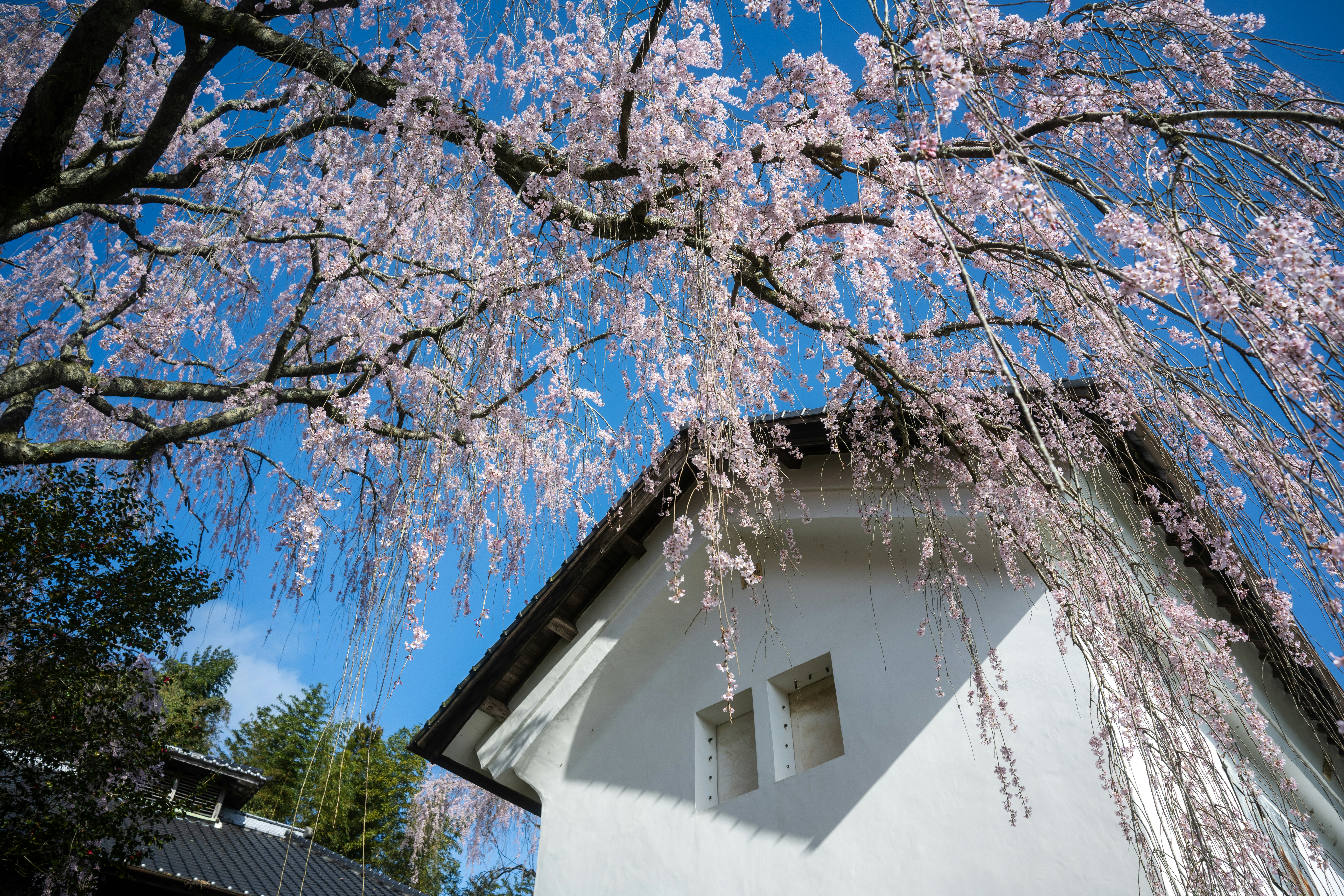 Photo by Kouji Tsuru with Nikon Z7 II