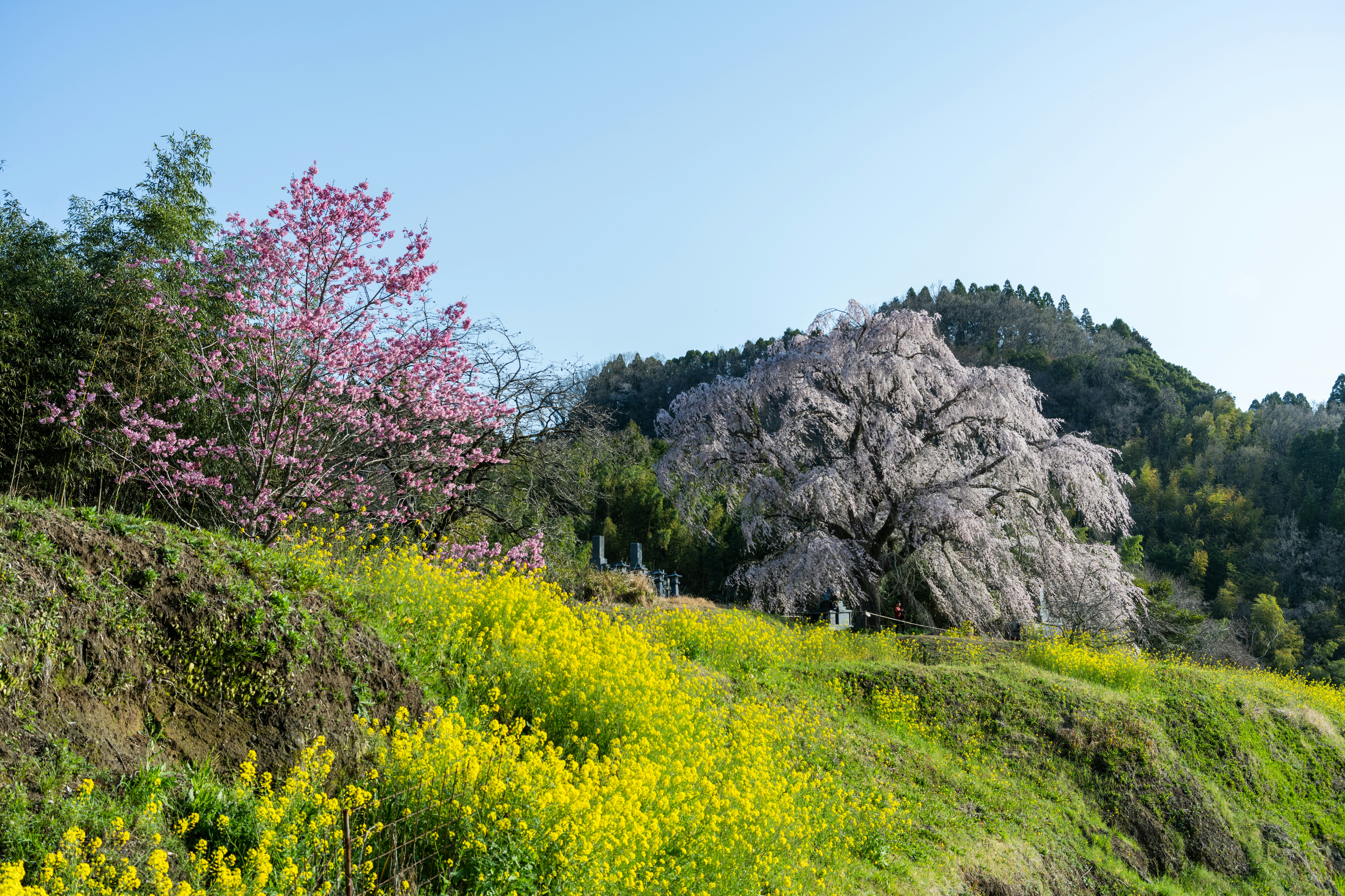 Blossoms Beyond the Slope: A Quiet Hillscape in Bloom