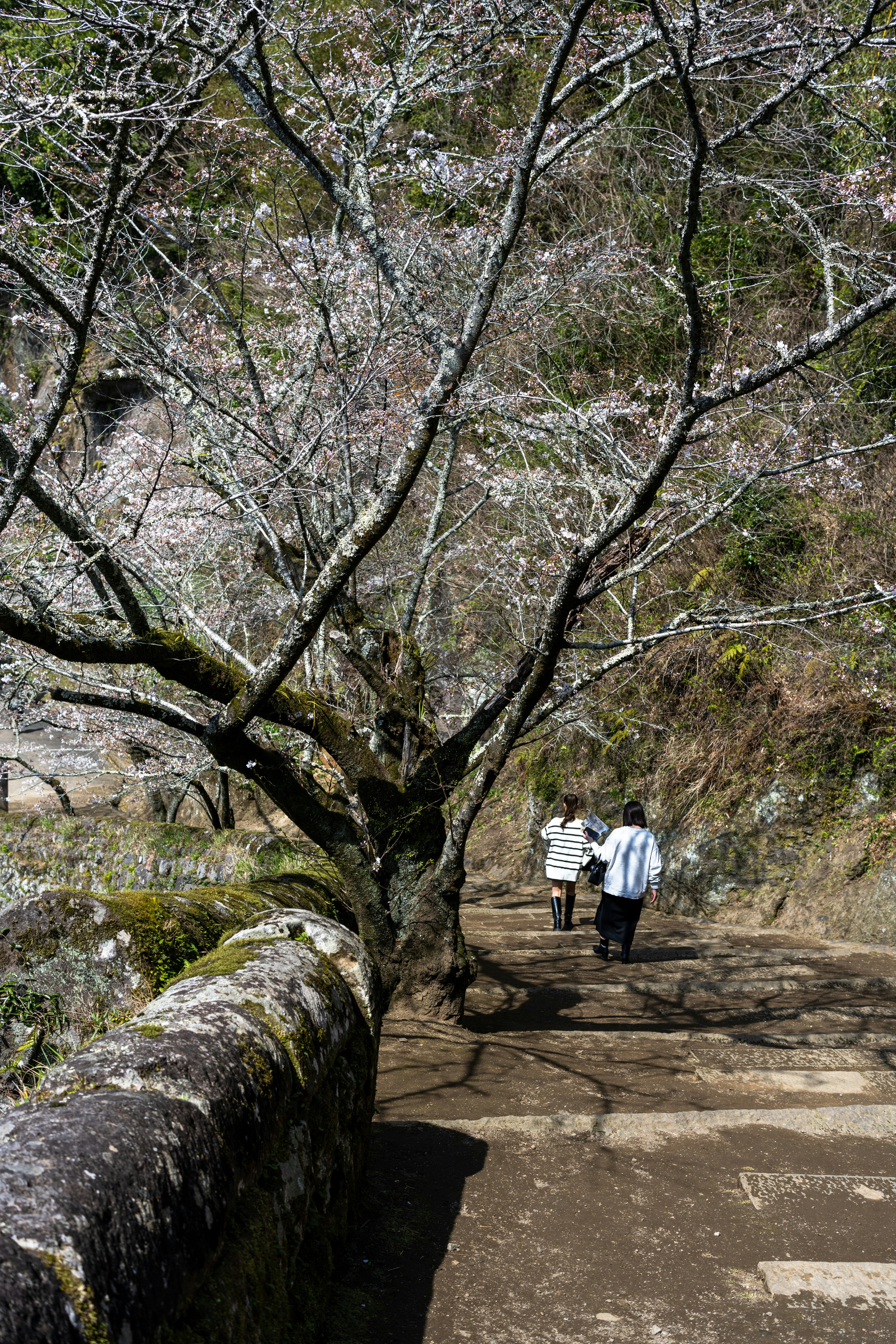 Two Wanderers on a Stone Path Beneath Cherry Blossom Arches