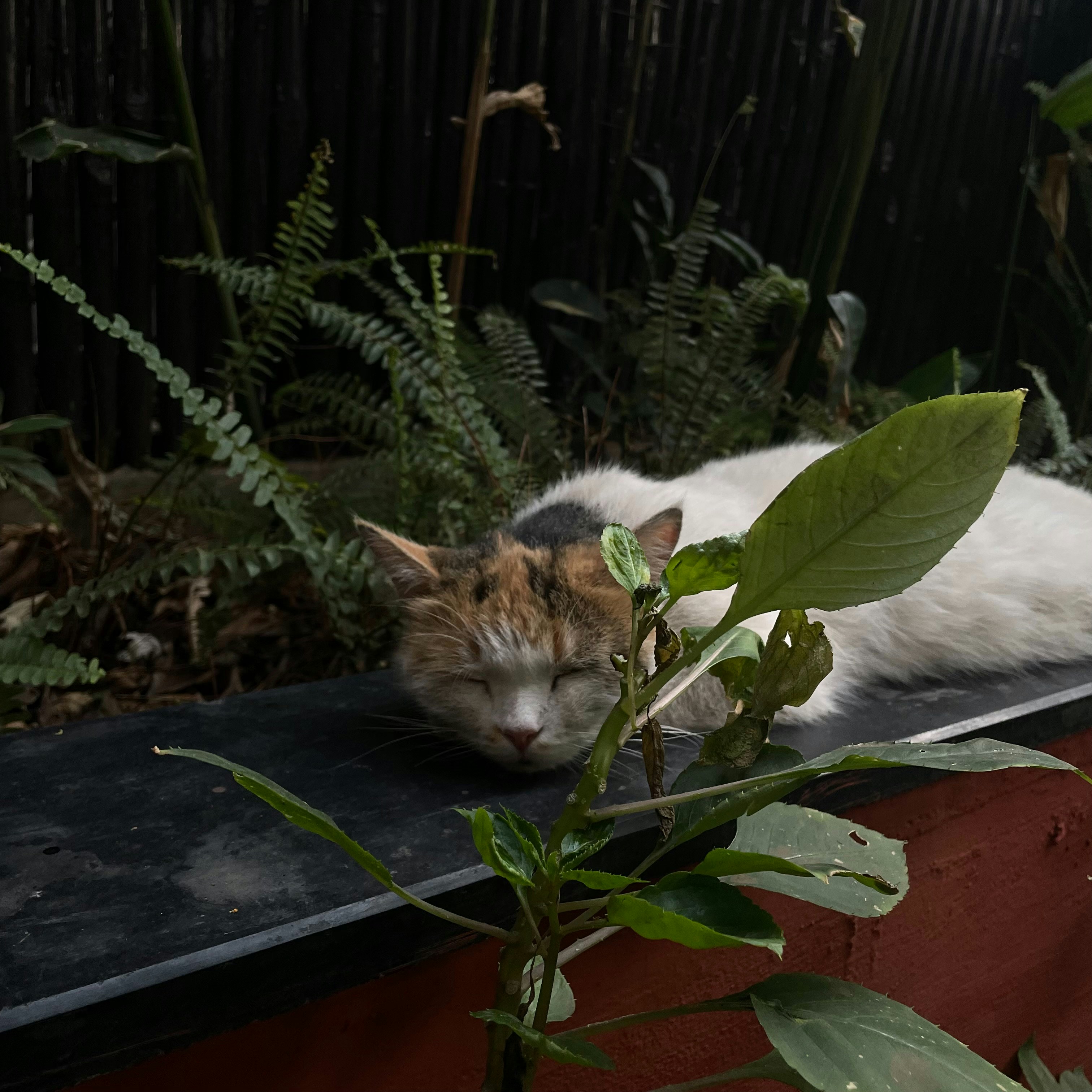 Calico Nap on a Planter Lip Amid Subtle Foliage