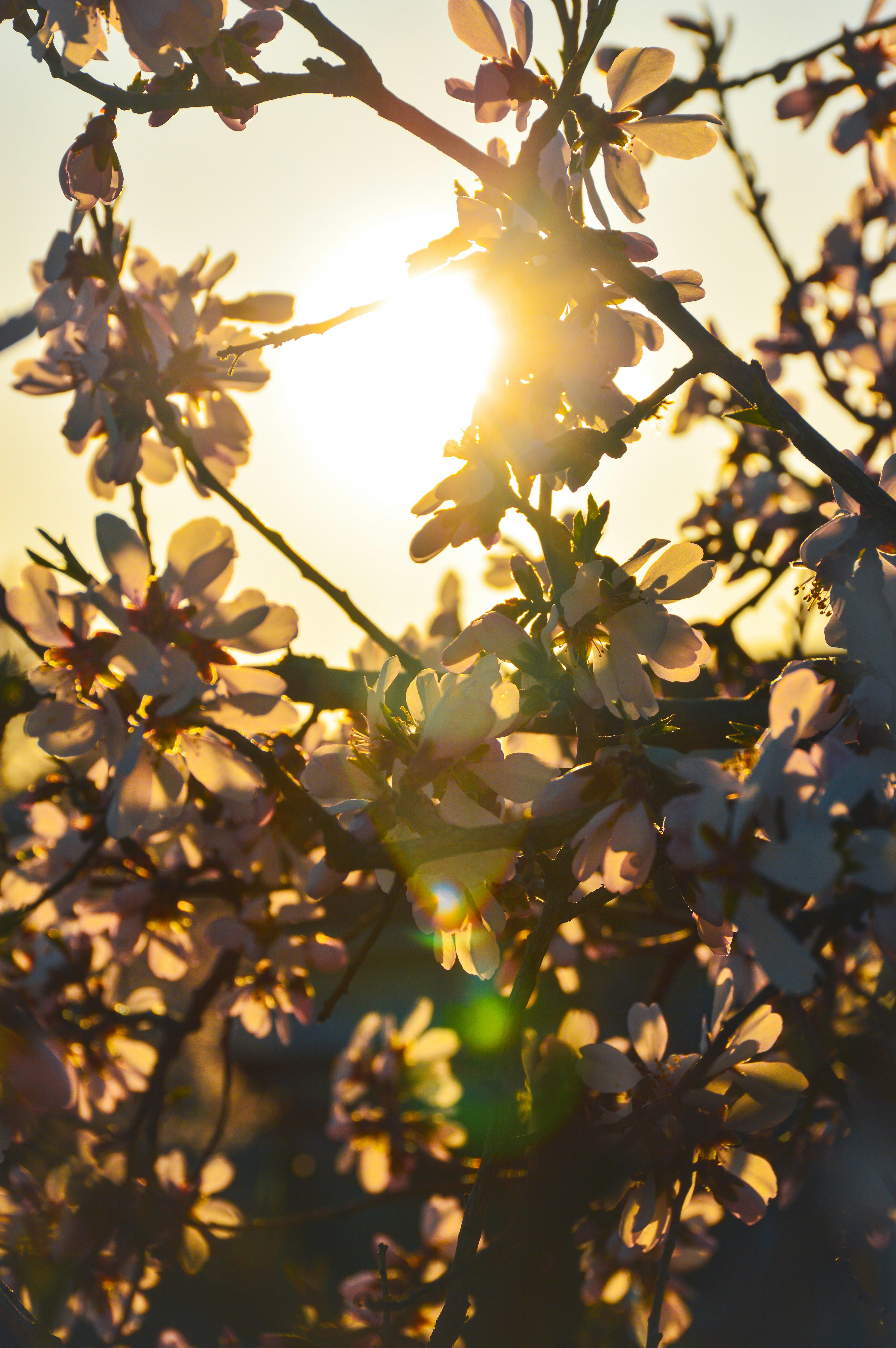 Golden Hour Through Blooming Veils
