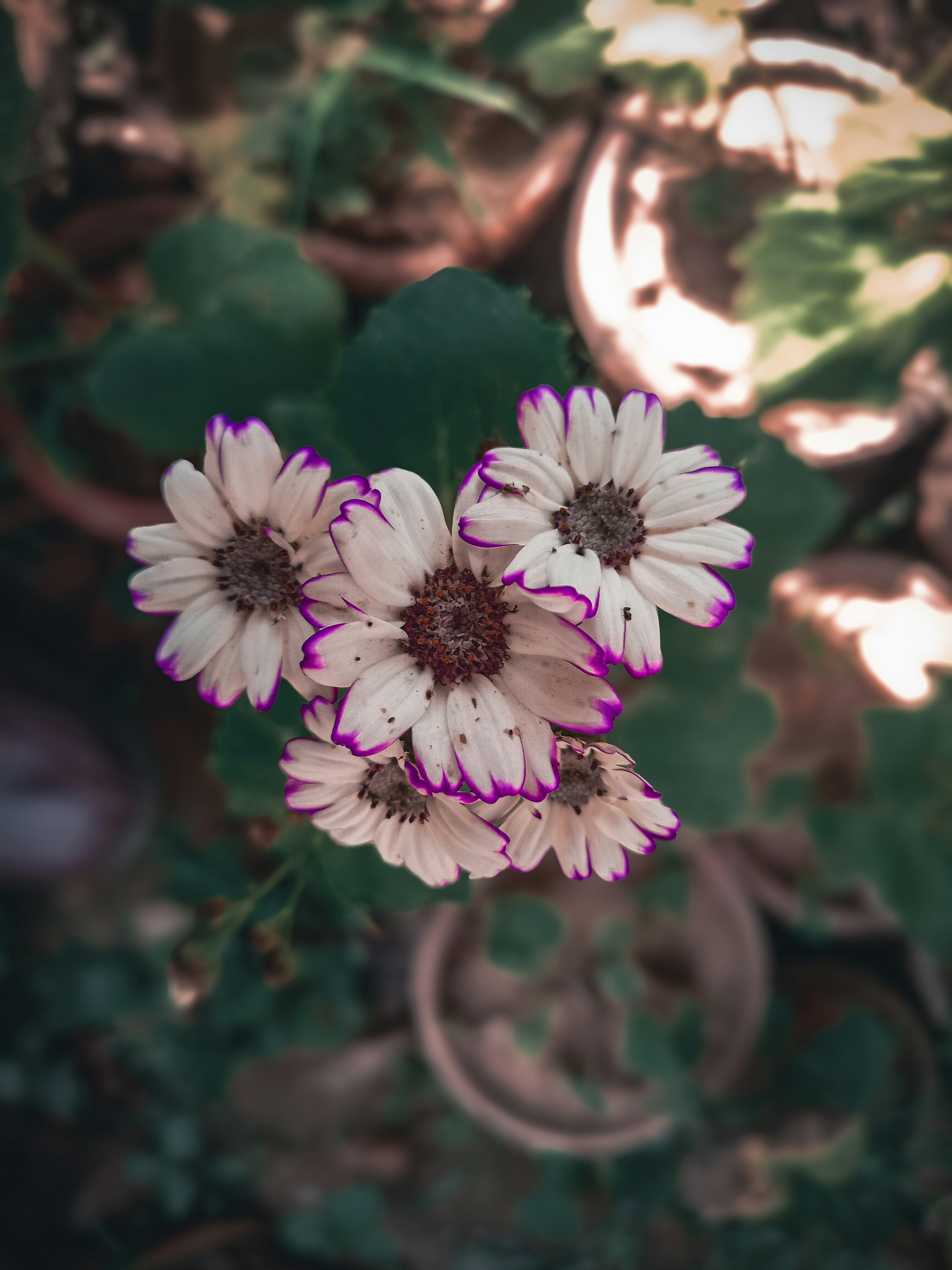 Petals in Focus: Close-Up of Pink-Edged Daisies in Dappled Light