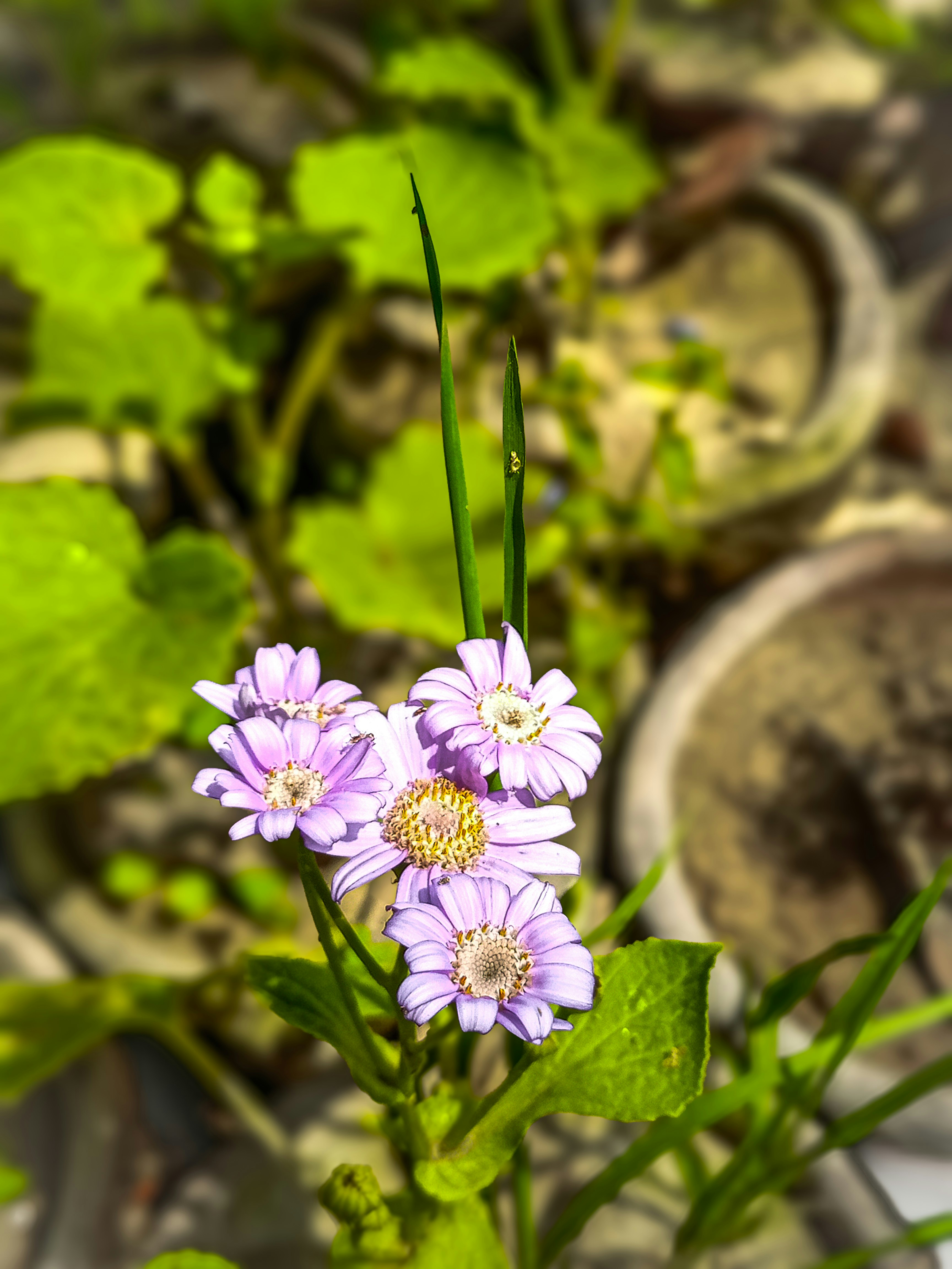 Lavender Blossoms in Focus Amid Garden Idyll