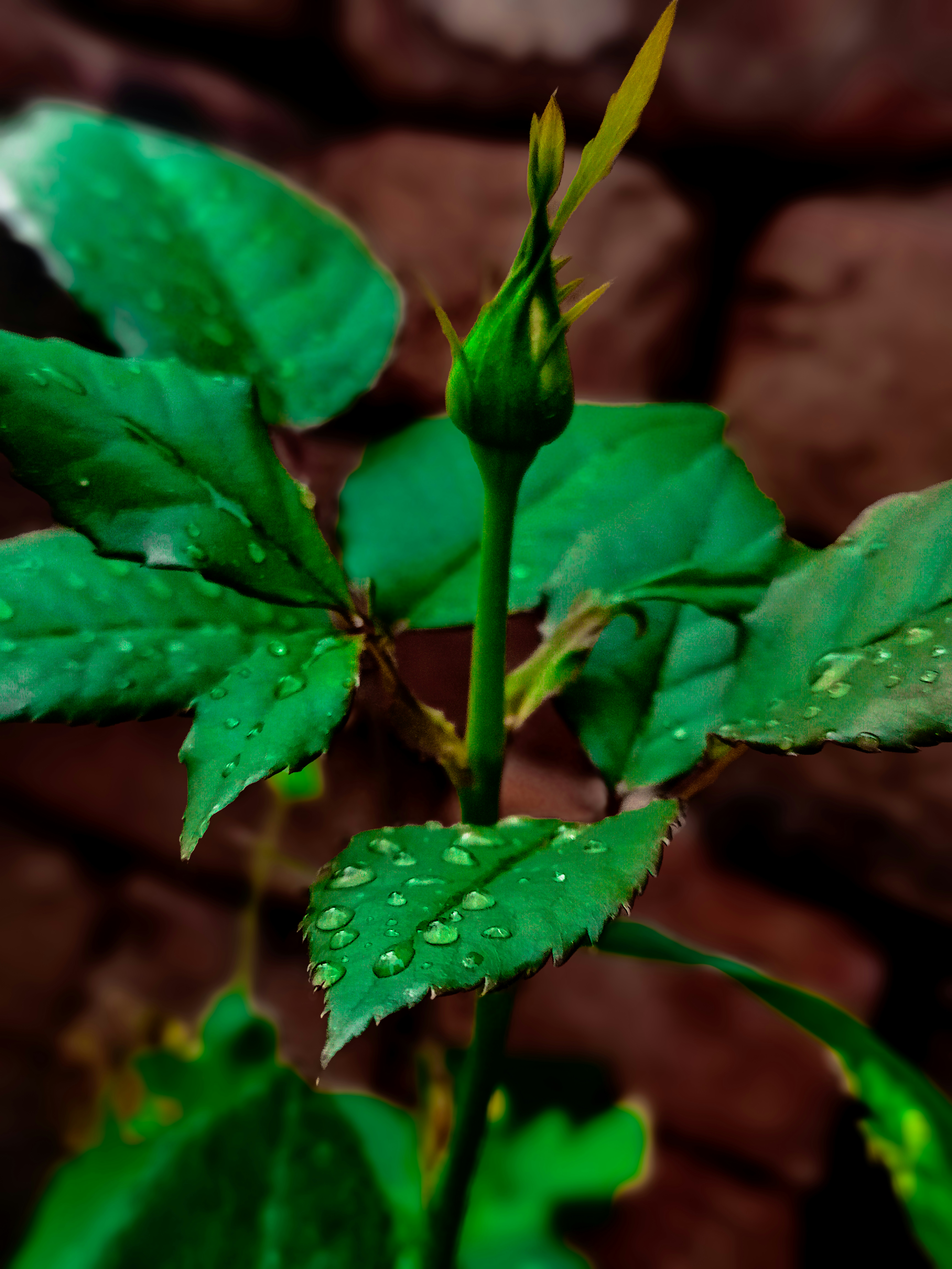 Emerging Rosebud Framed by Dew-Kissed Leaves