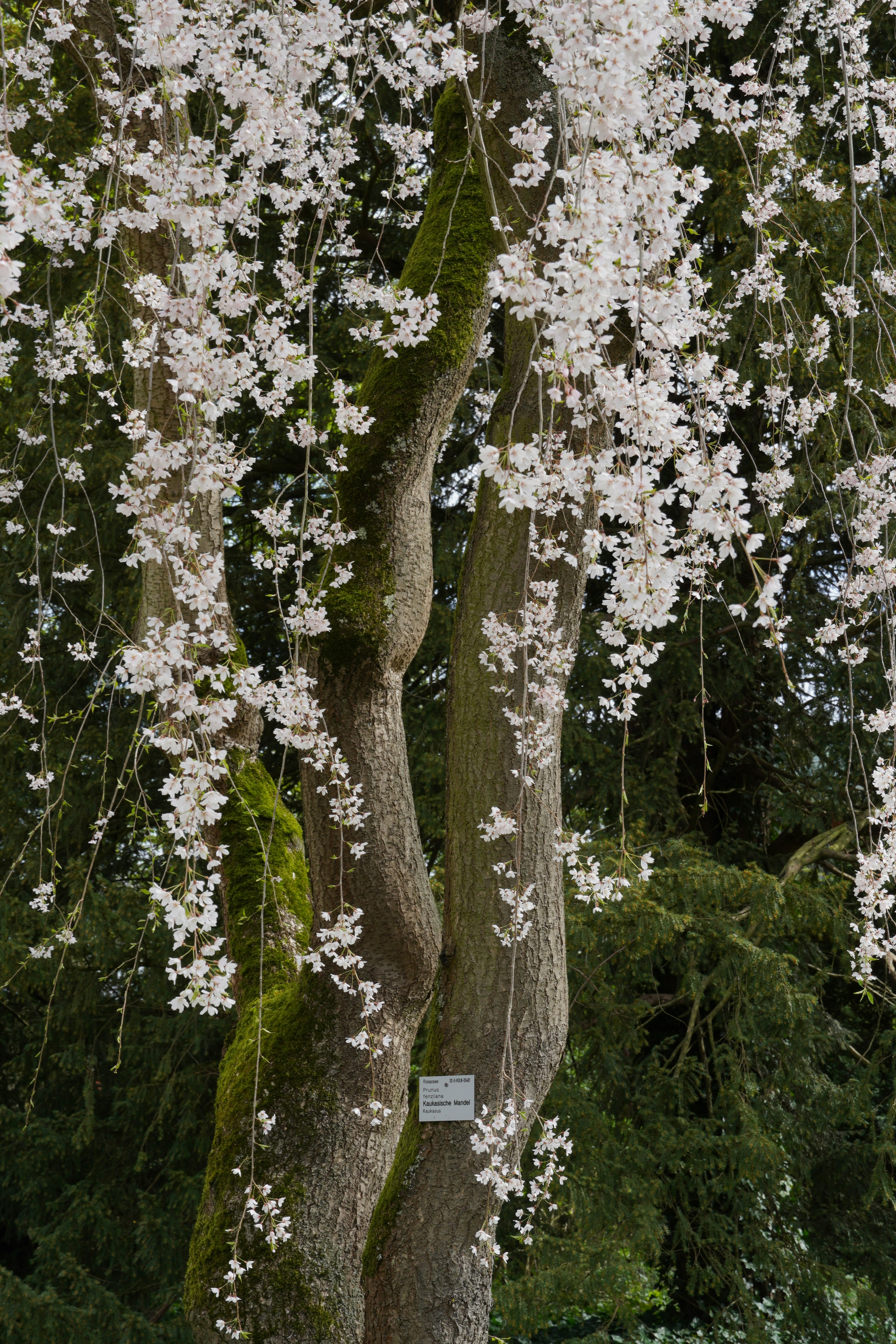Cherry Blossom Veil Tracing a Mossy Trunk