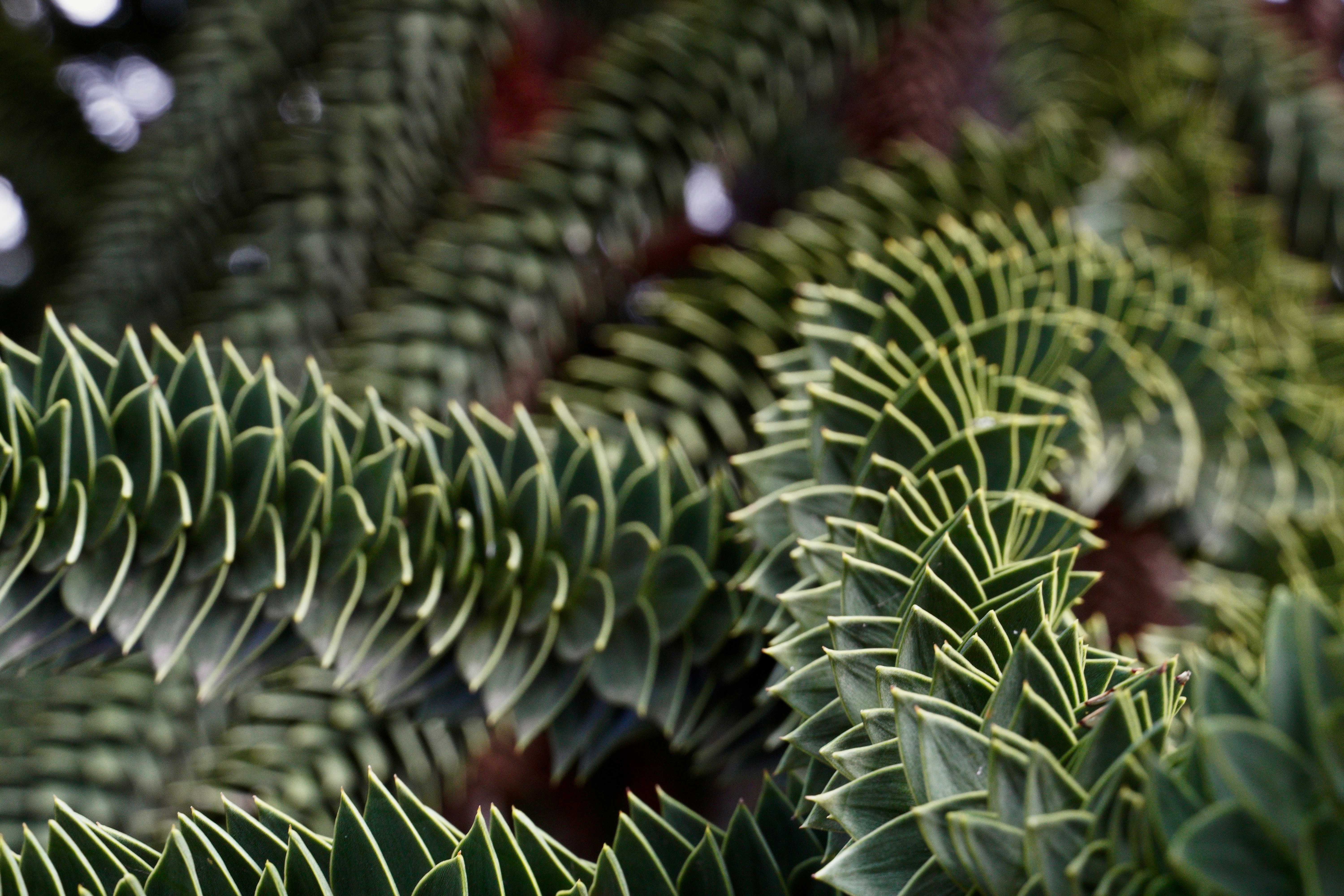 Spiral Rosettes: close-up on serrated succulent leaves