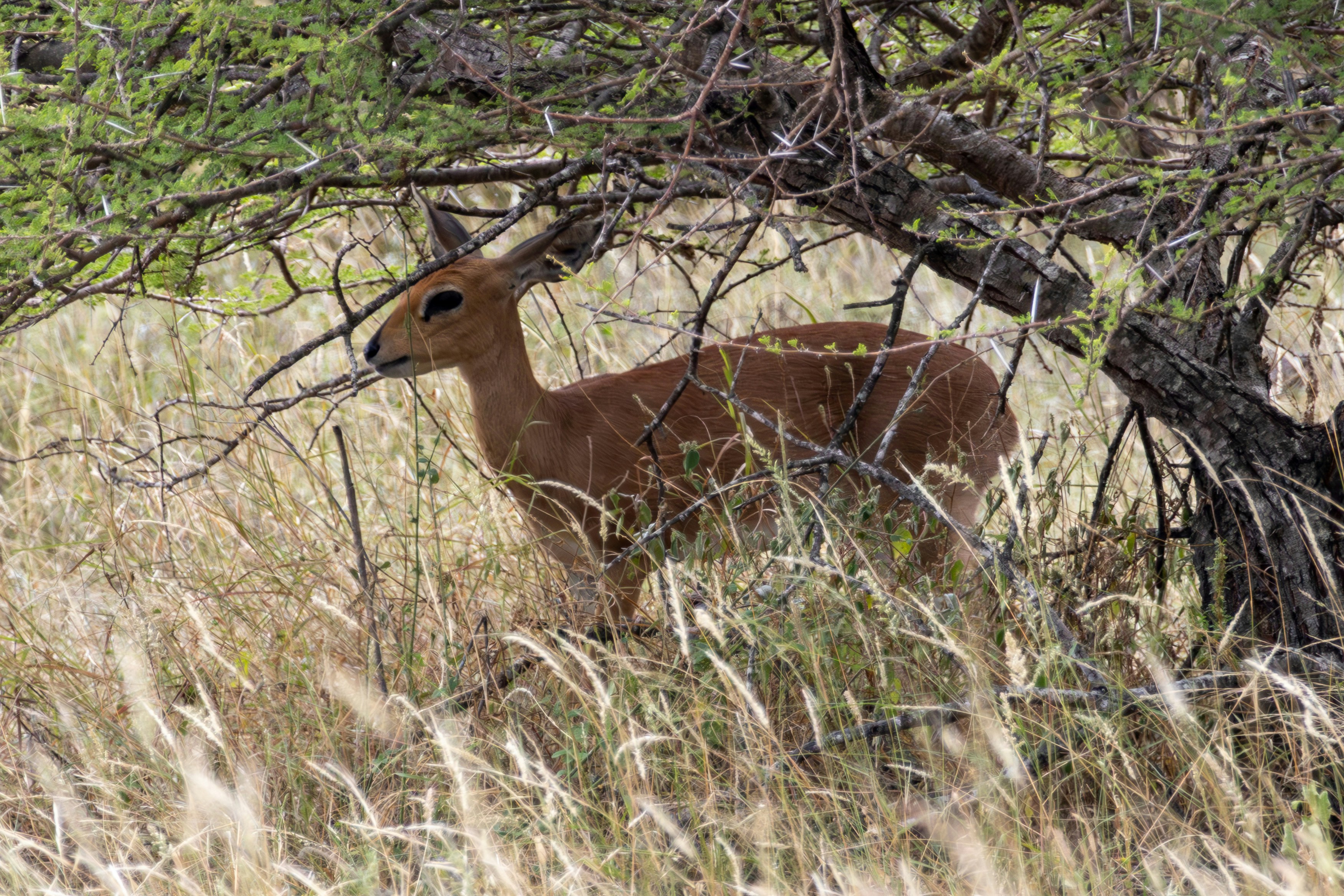 Steenbok partially hidden under the shade of an acacia tree in a grassy savanna landscape. The small antelope stands quietly amidst the tall grass, blending into its natural surroundings. Its delicate features, large black eyes, and upright ears give it an alert and cautious appearance, typical of its behaviour in the wild.Hendrik Prinsloo