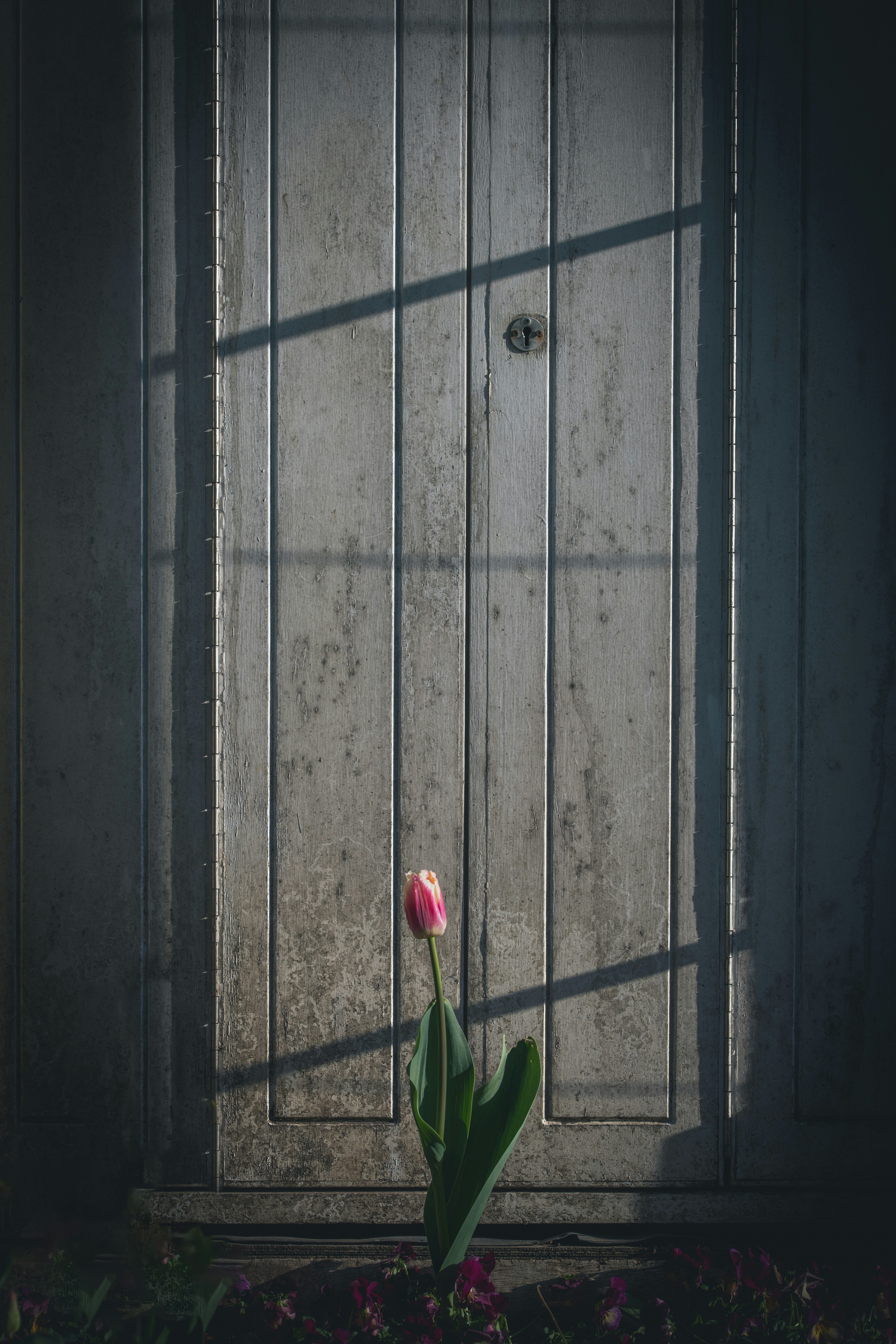 Pink Tulip at the Base of a Weathered Door: Quiet Color Amid Angular Shadows