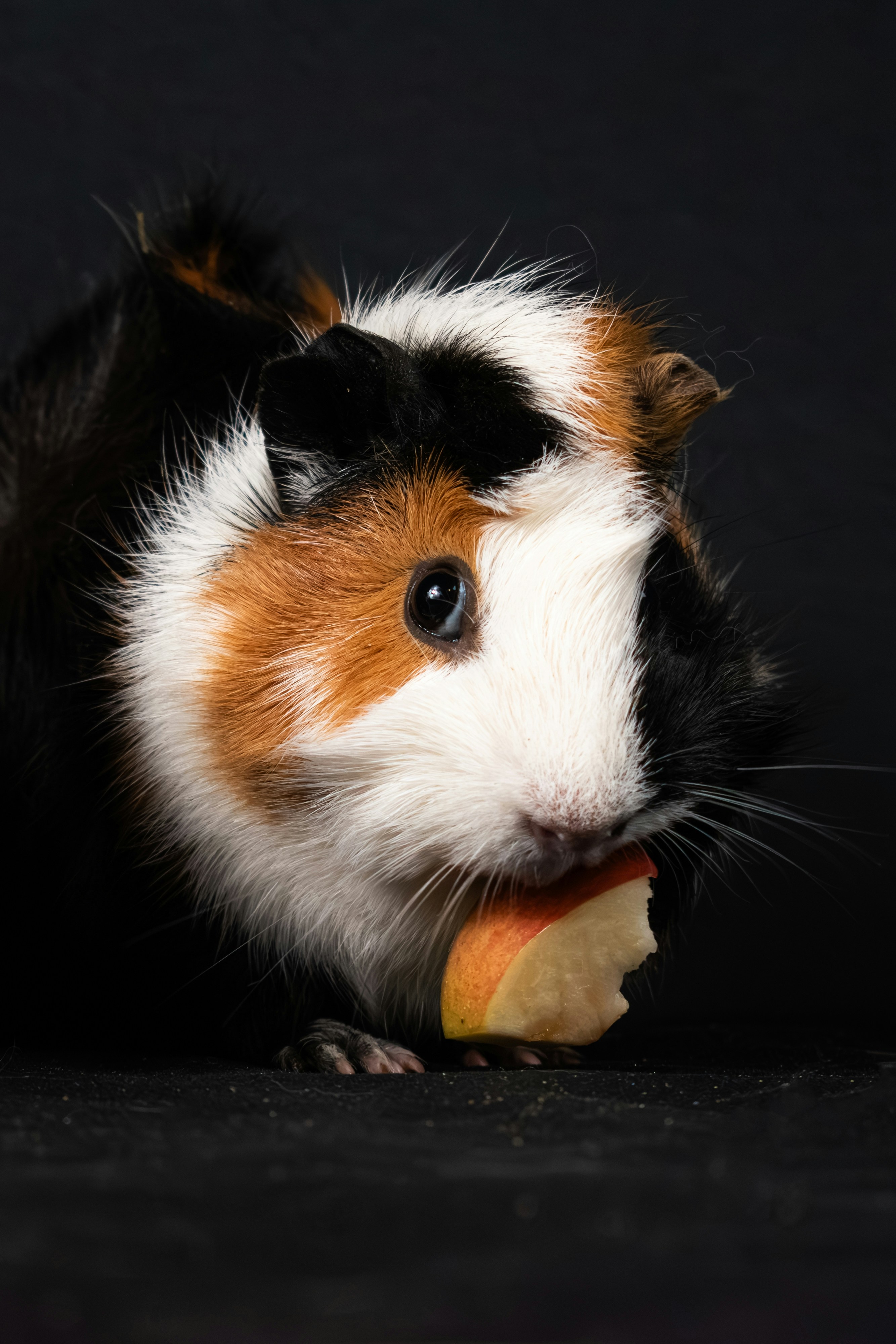 Curious Quill: A guinea pig nibbling at a peach slice against velvet black