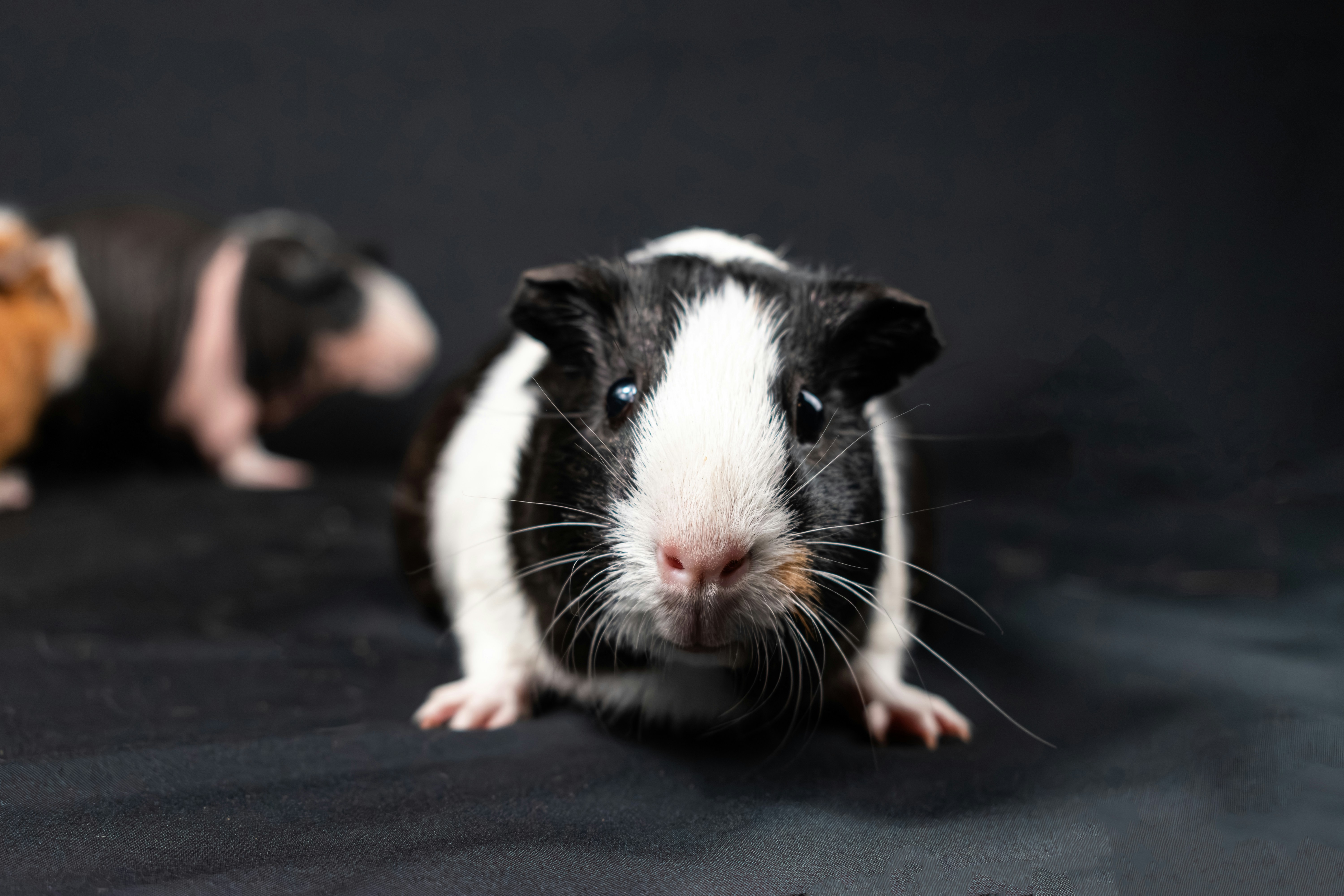 Close-Range Inquiry: A curious guinea pig confronts the lens on a velvet stage.