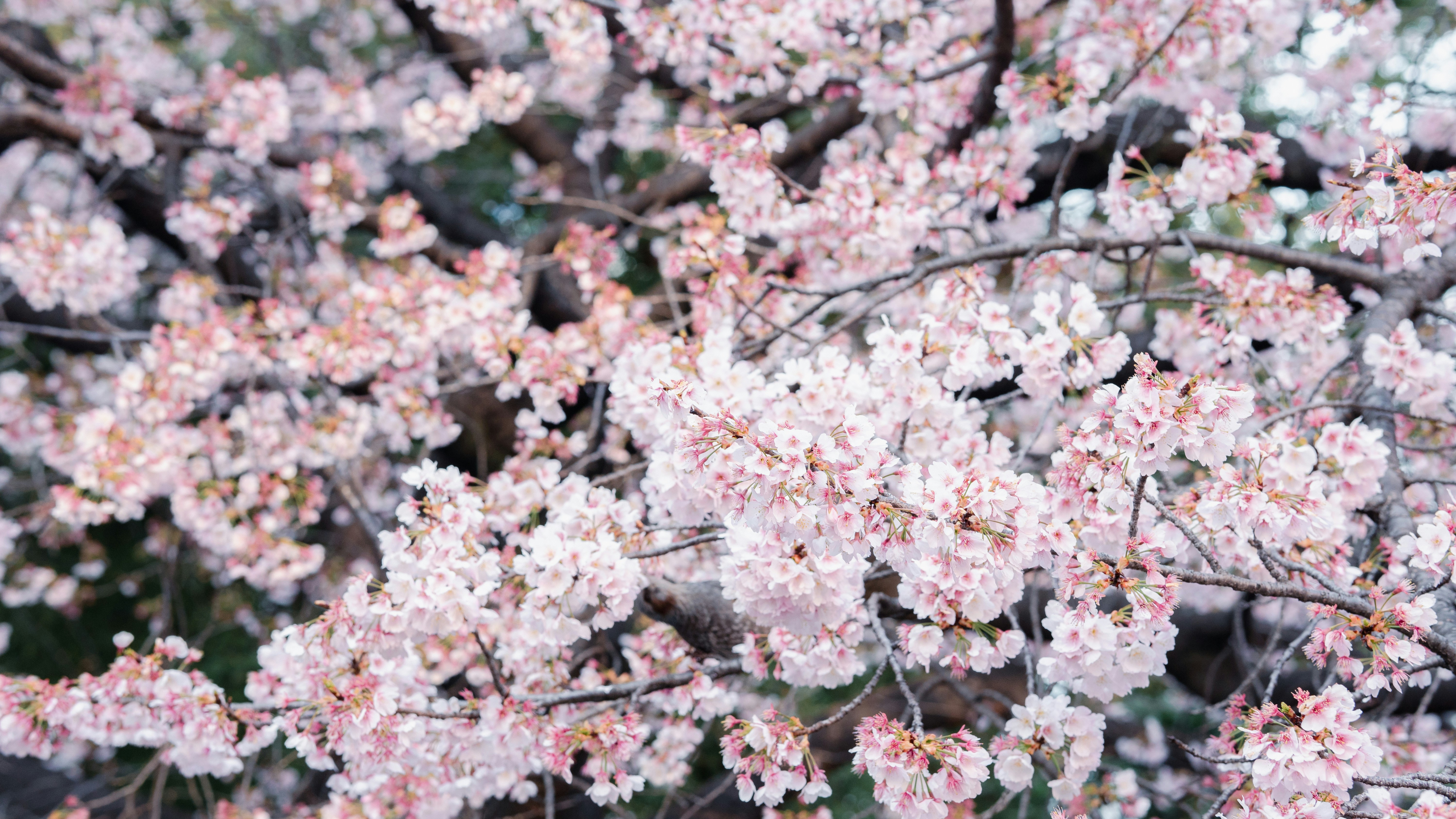 Pink Silk in Bloom: A Tight Sakura Close-Up