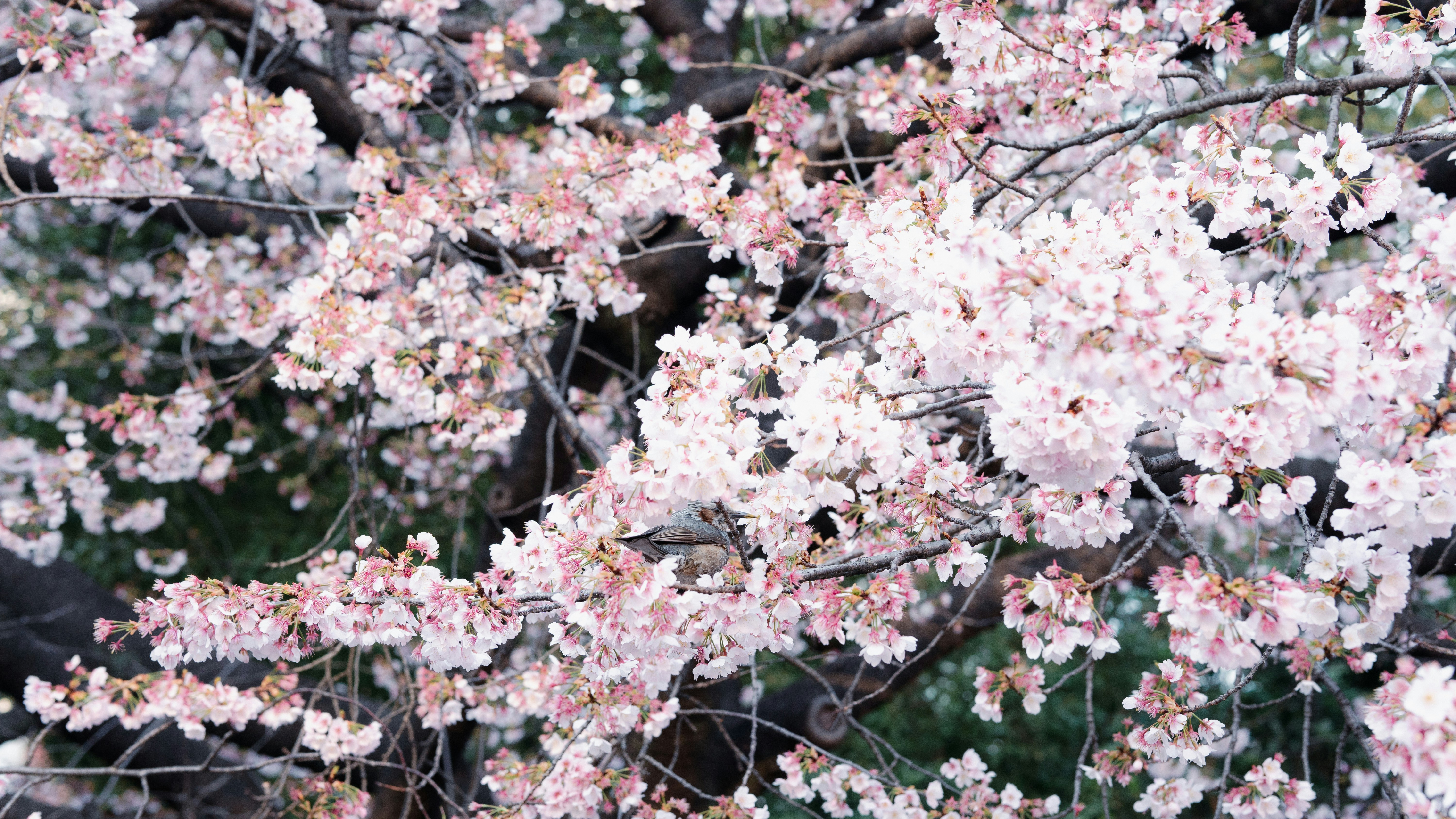 Photo by XS Xue with Sony Alpha 6300