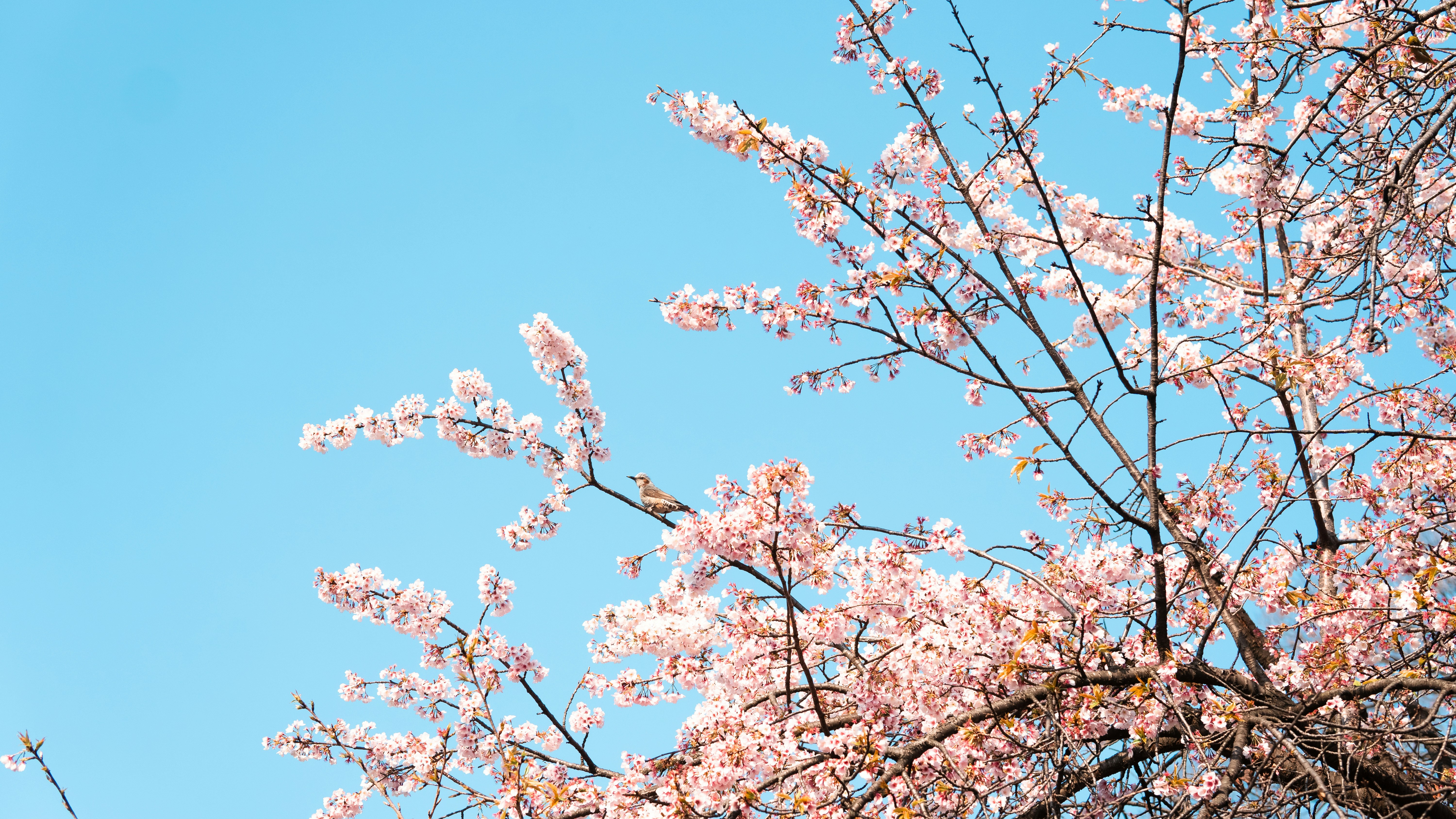 Photo by XS Xue with Sony Alpha 6300