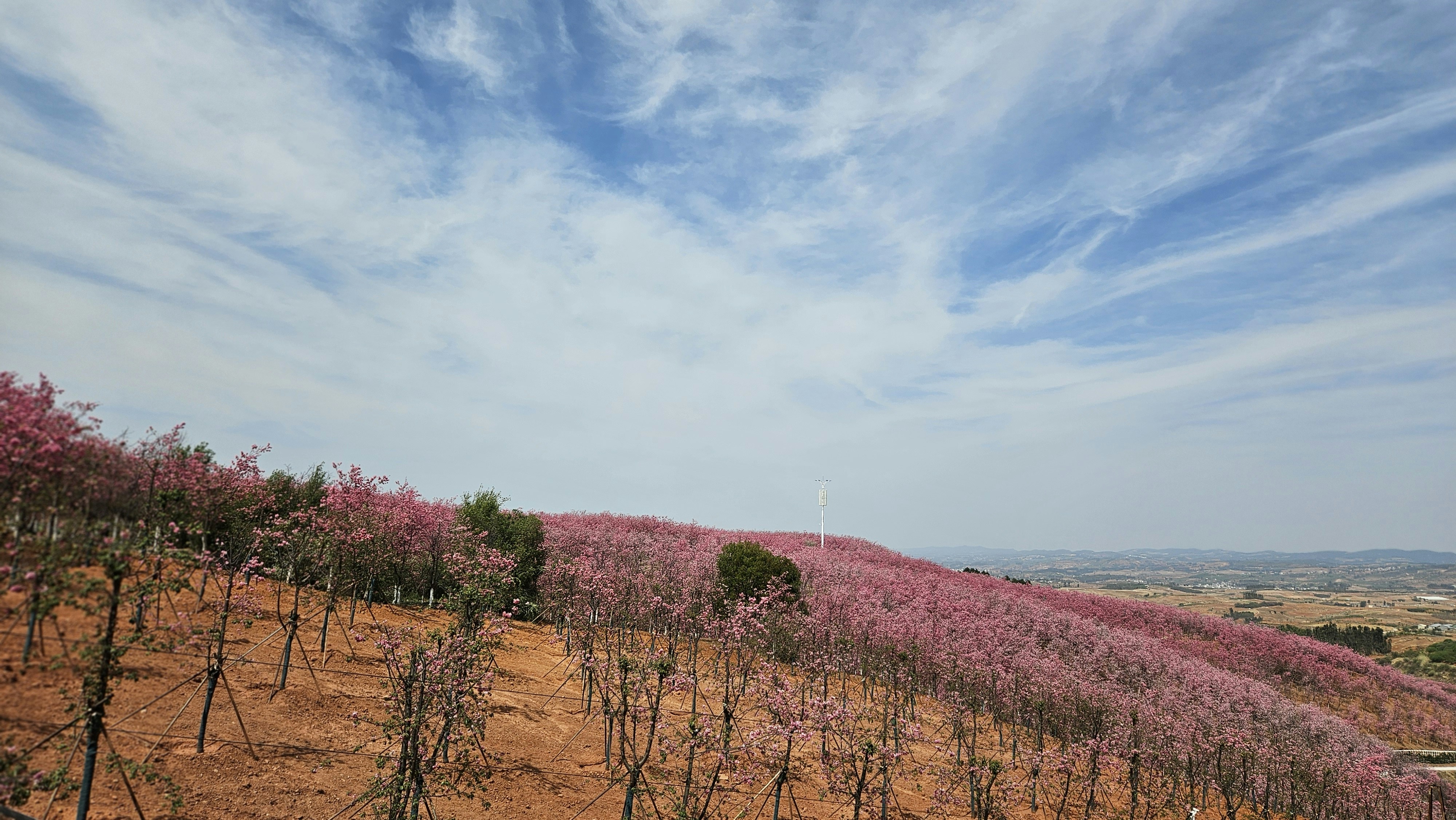 Blush Ridge: Pink Blossom Rows Along a Sloping Hill Under Open Sky