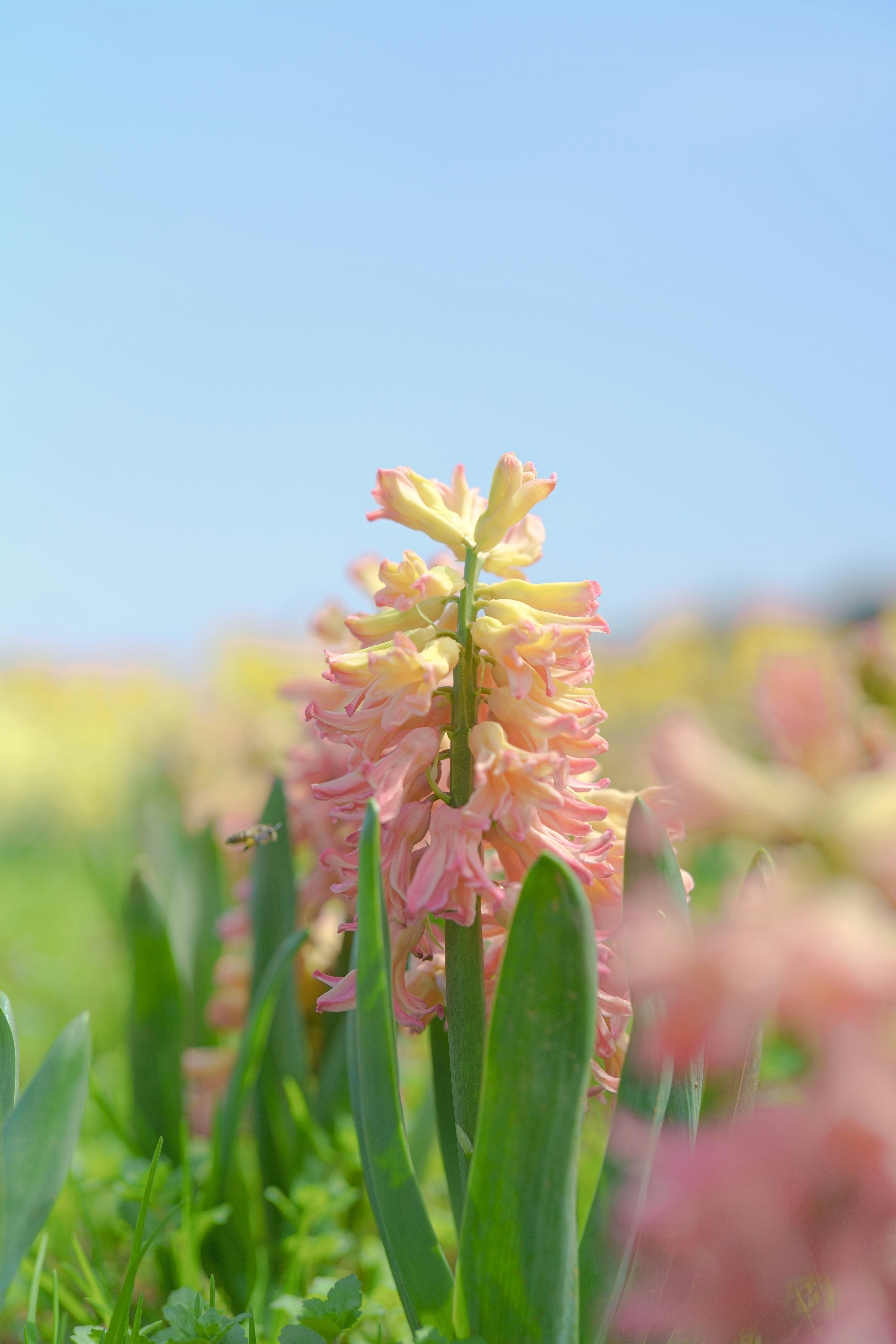 Soft Peach Bloom Reaching Toward Summer Sky