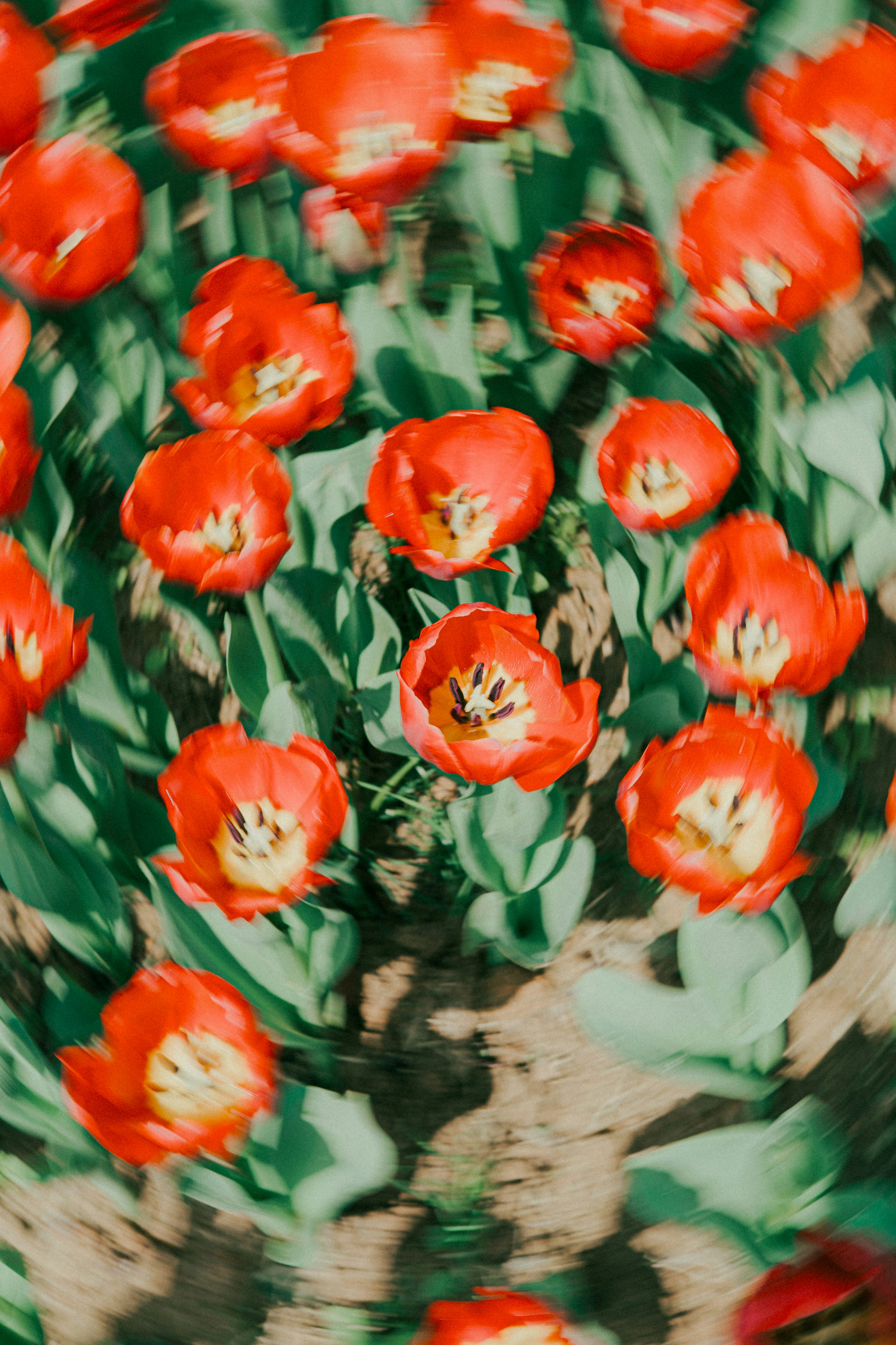 Crimson Tulips in a Gentle Carousel Blur