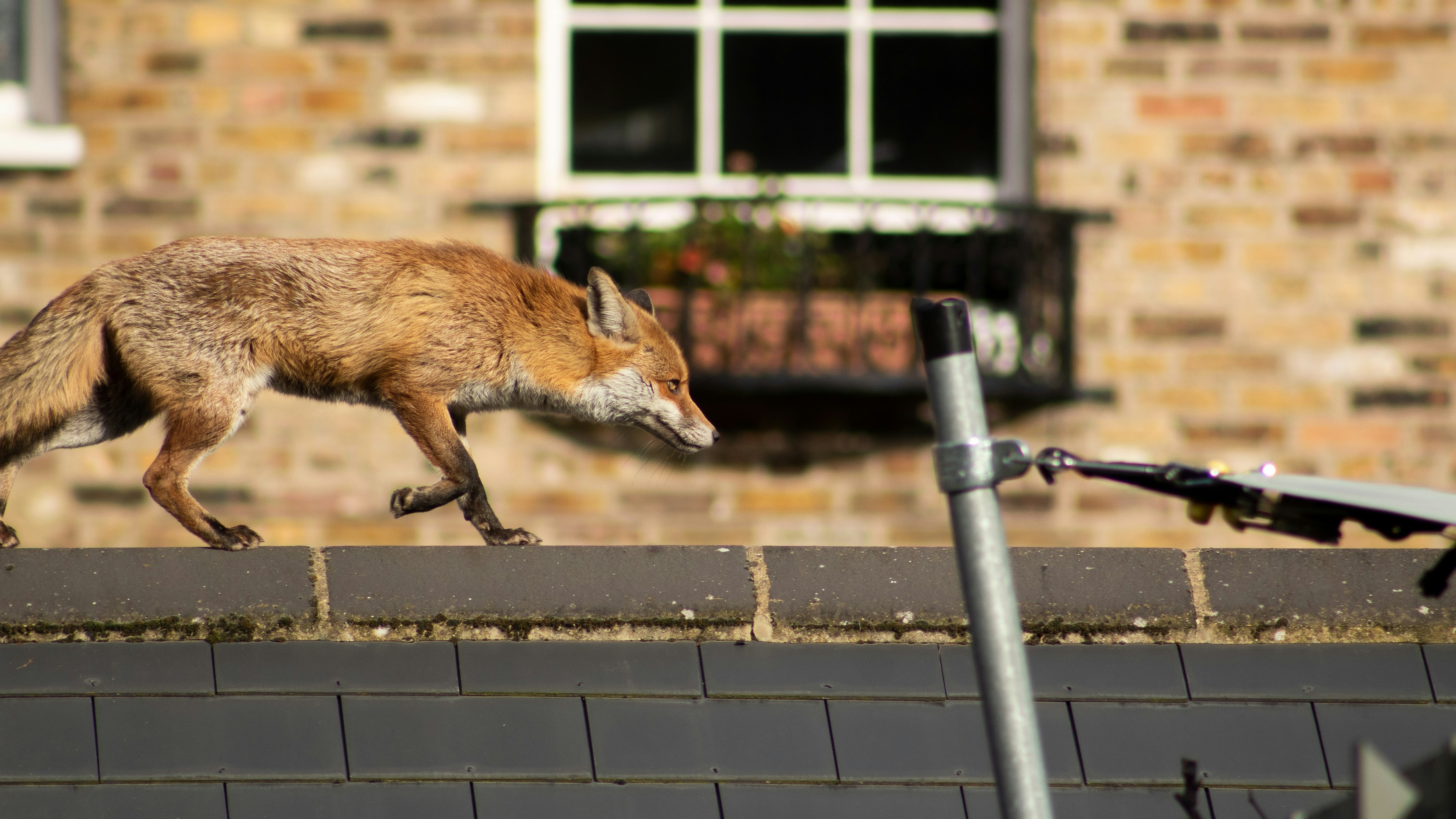 A red fox running across a roof next to a bicycle photo – Free England ...