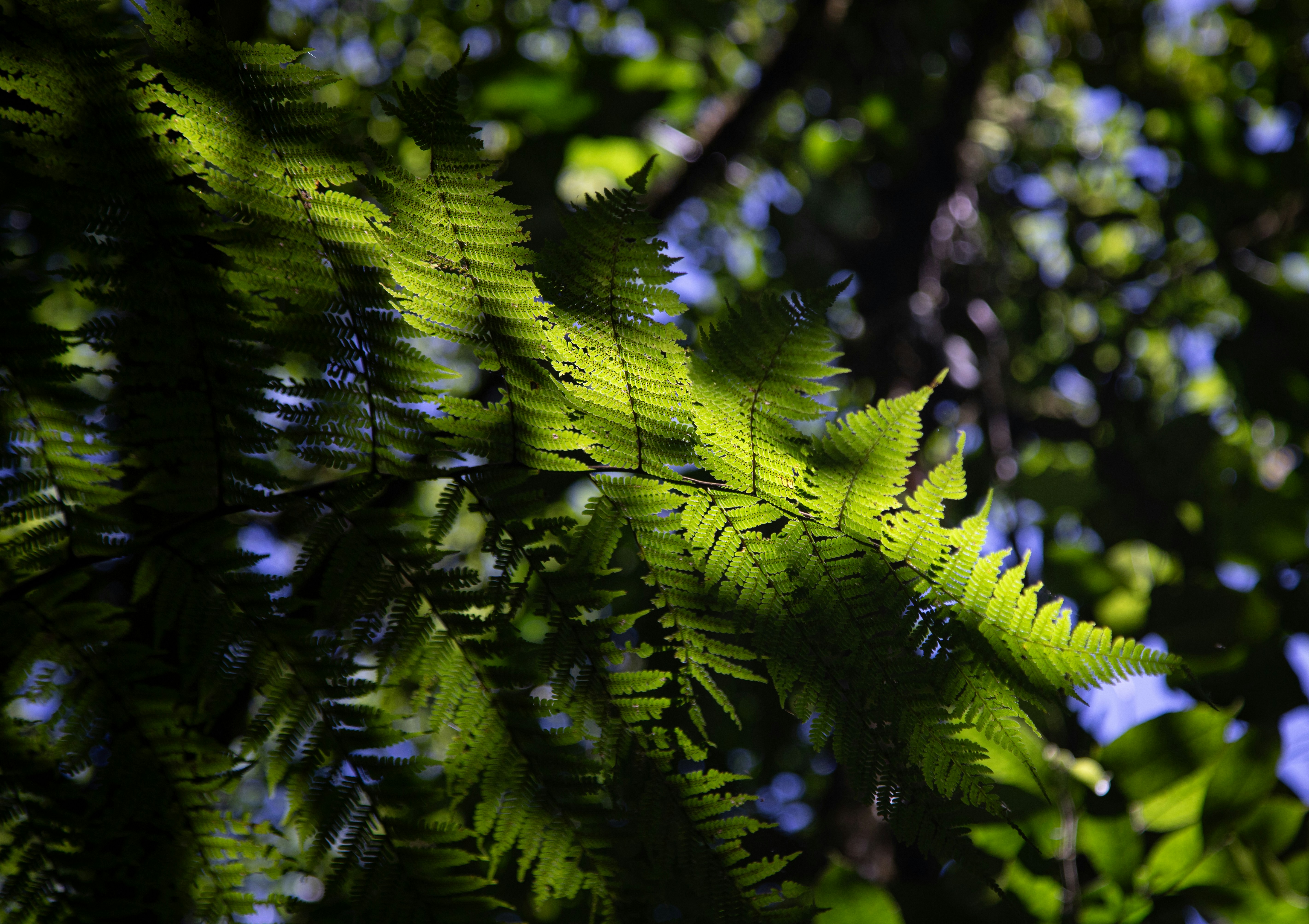 A close up of a green leafy tree photo – Free Forest Image on Unsplash