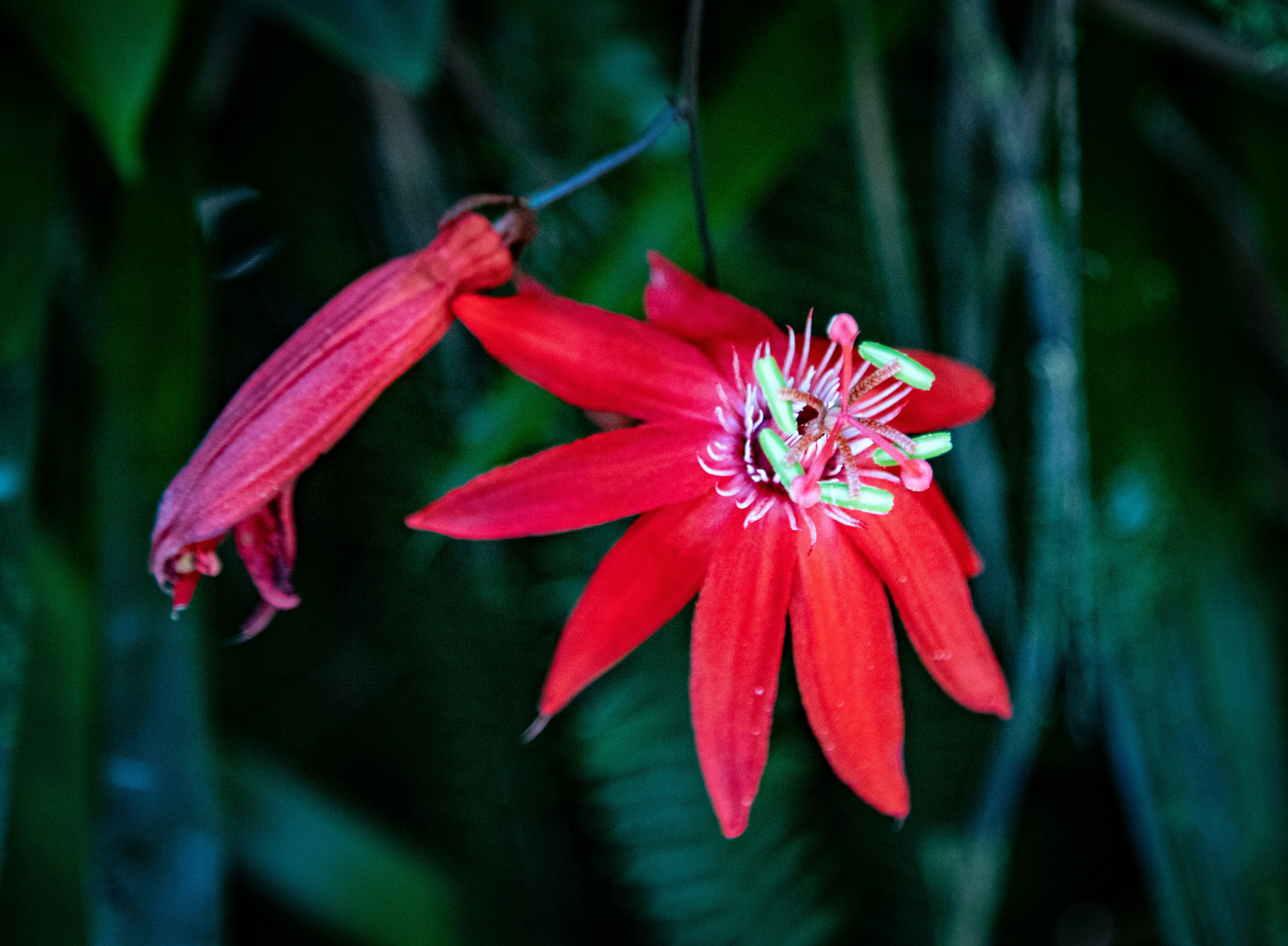 A close up of a red flower on a plant photo – Free Coiled Image on Unsplash