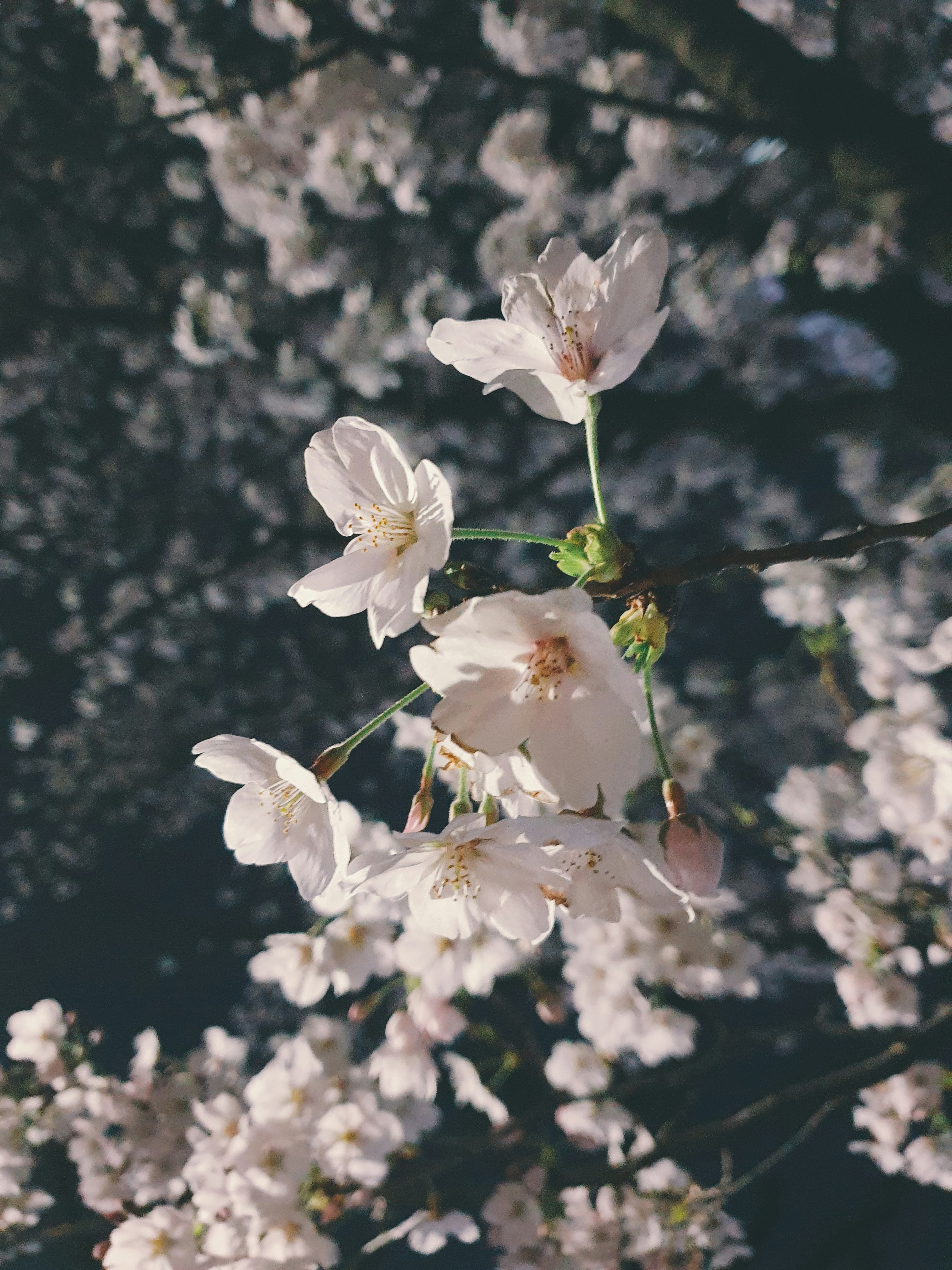Sunlit Cherry Blossoms: A Close-Up on Quiet Spring
