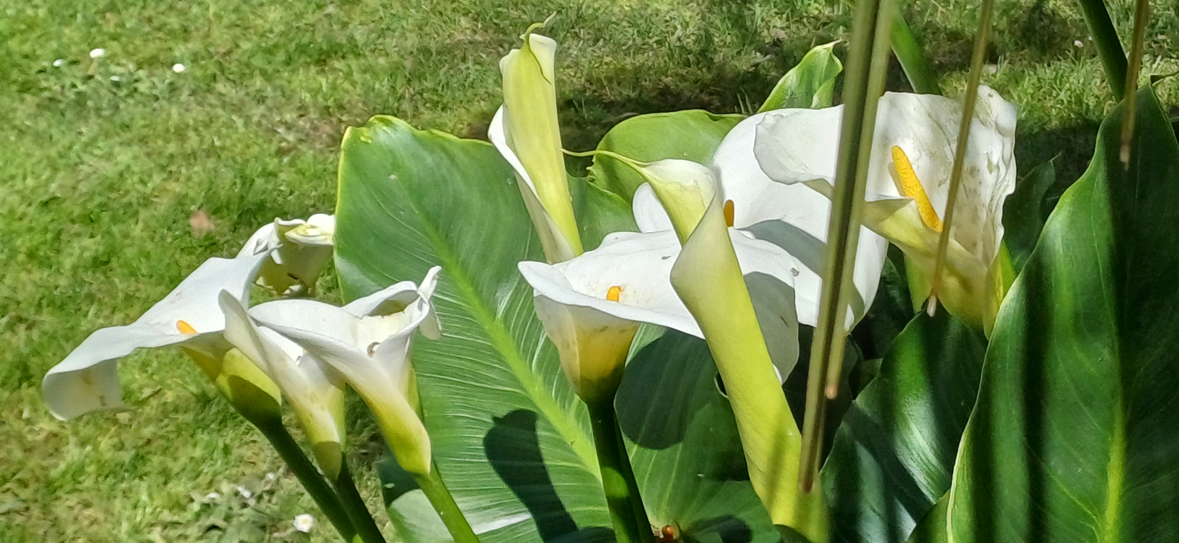 Whispers of White: Calla Lilies in Quiet Sun