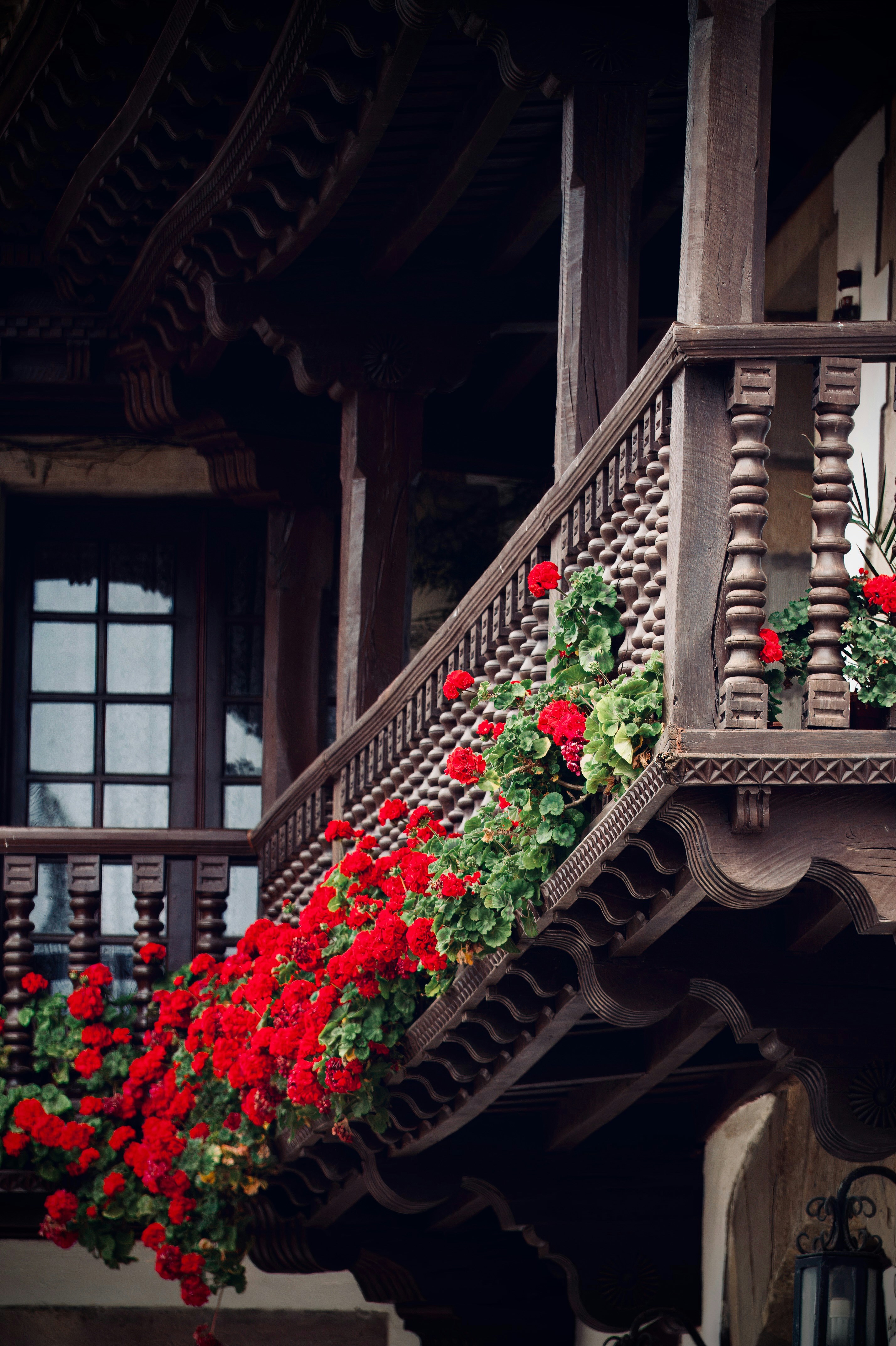 Crimson Geranium Cascade on a Carved Balcony