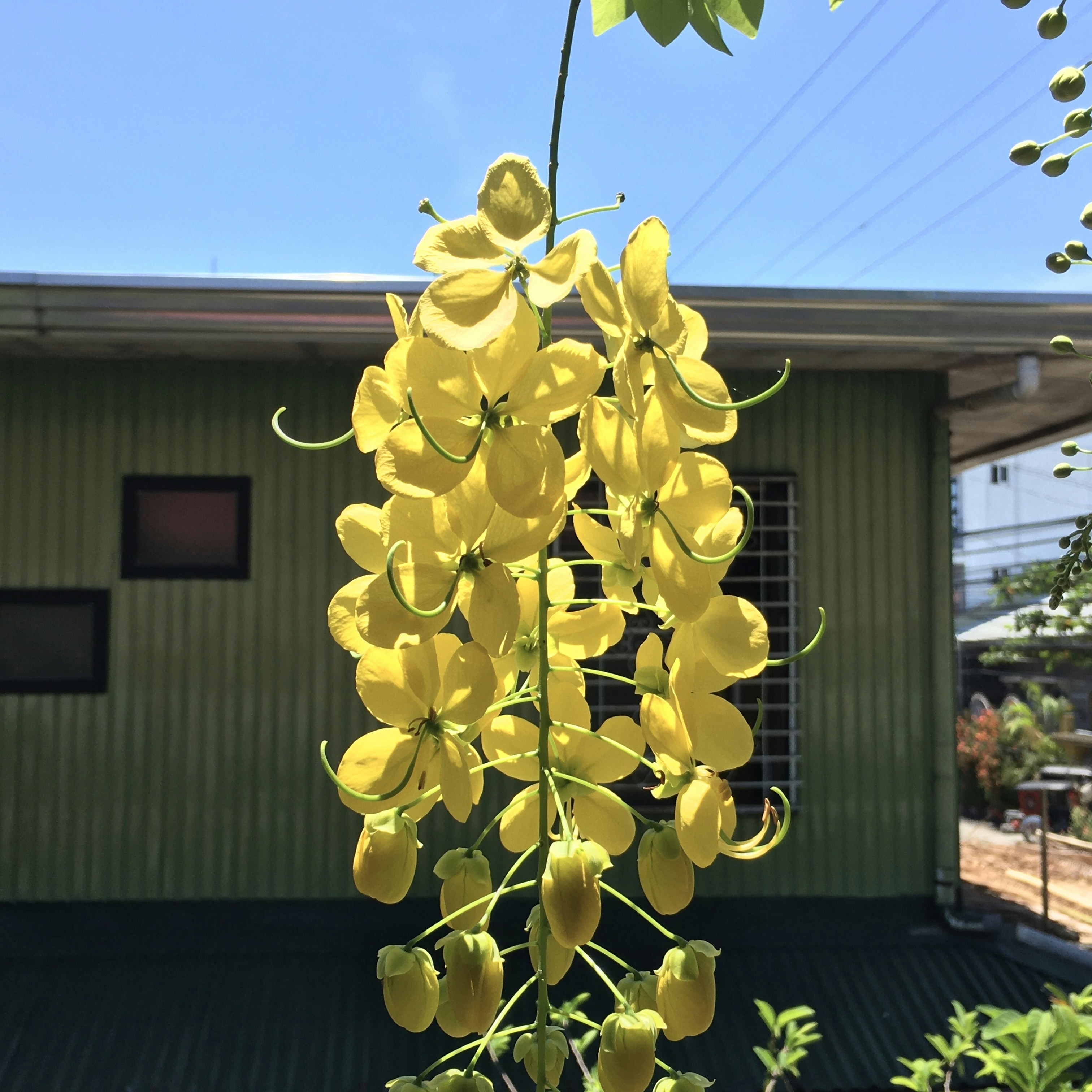 Golden cascade over a sunlit green shed